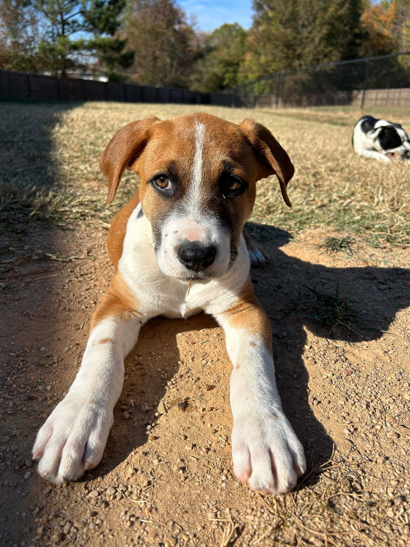 Dog for Adoption - Morrison, a Labrador Retriever in Winston Salem, NC ...
