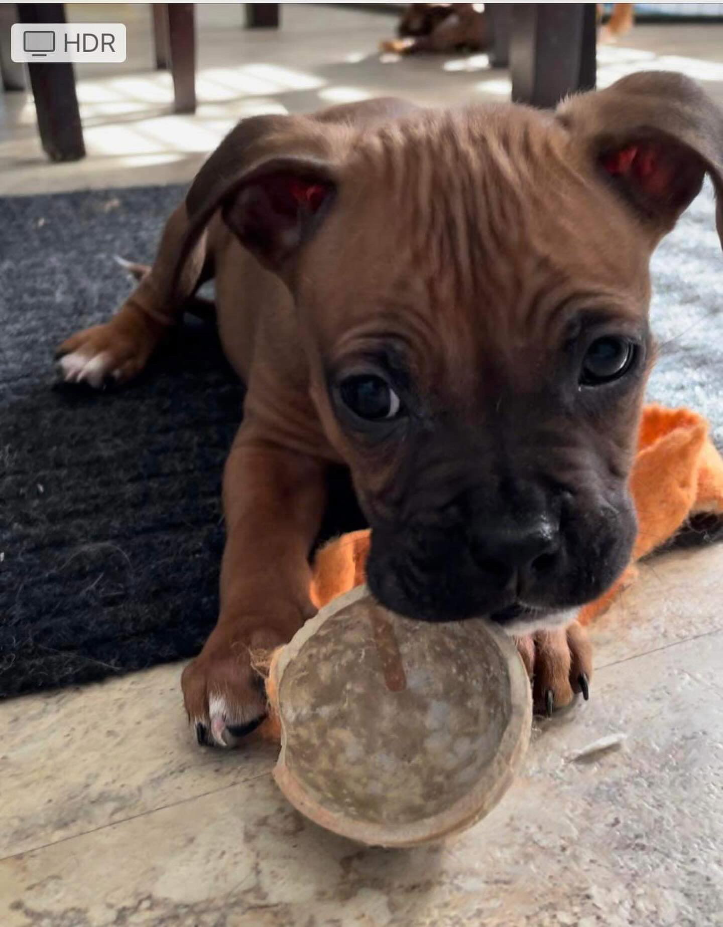 Dog for Adoption - Simon, a Boxer in Lake Wylie, SC | Alpha Paw