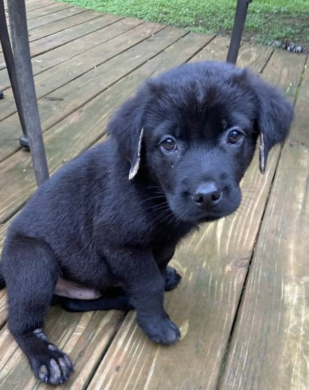 Dog for Adoption - Bear, a Labrador Retriever in Catawba, SC | Alpha Paw