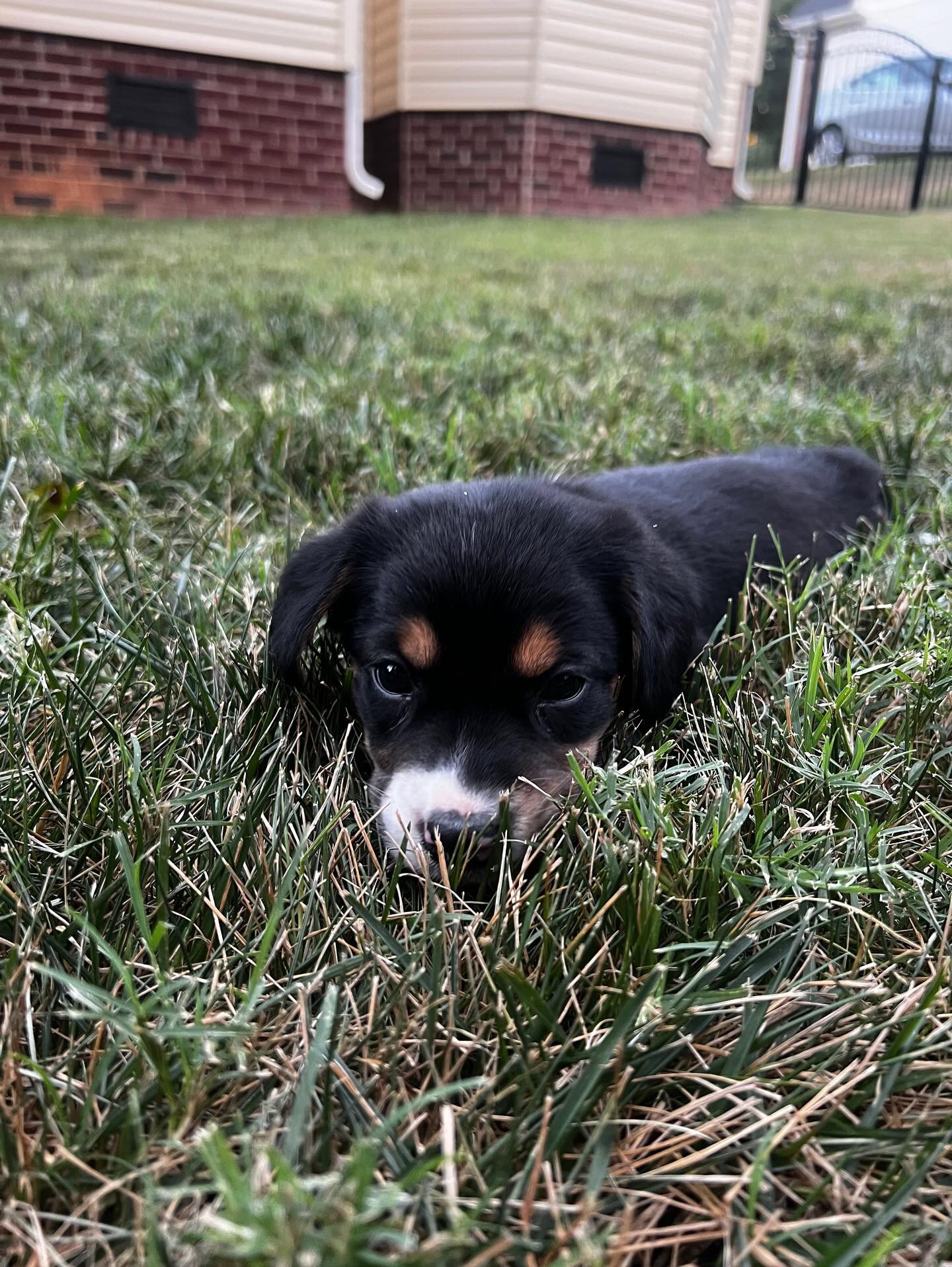 Dog for Adoption - Wallen, a Beagle in Concord, NC | Alpha Paw
