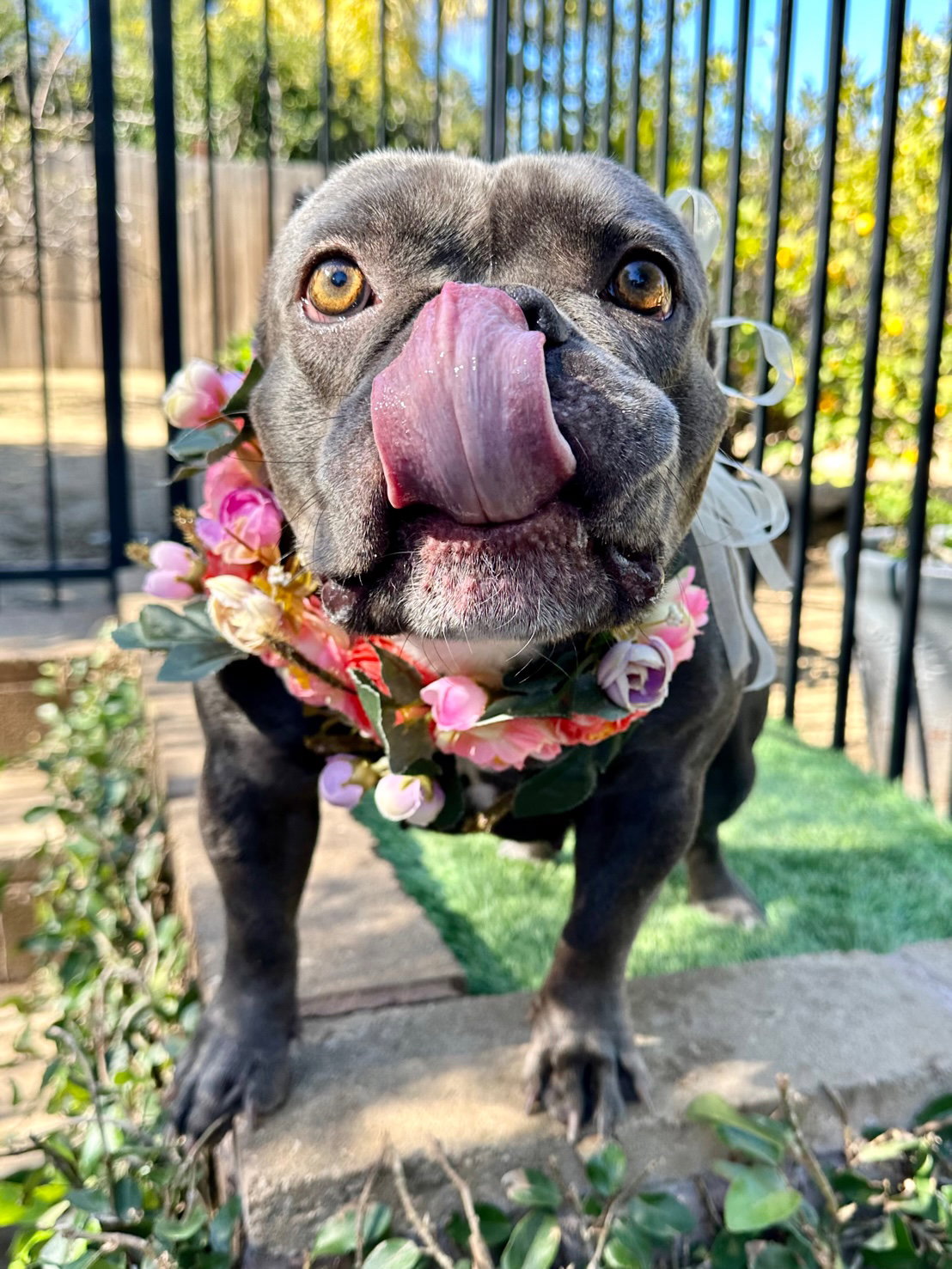 Dog for Adoption - Petunia, a American Bulldog in Santa Ana, CA | Alpha Paw