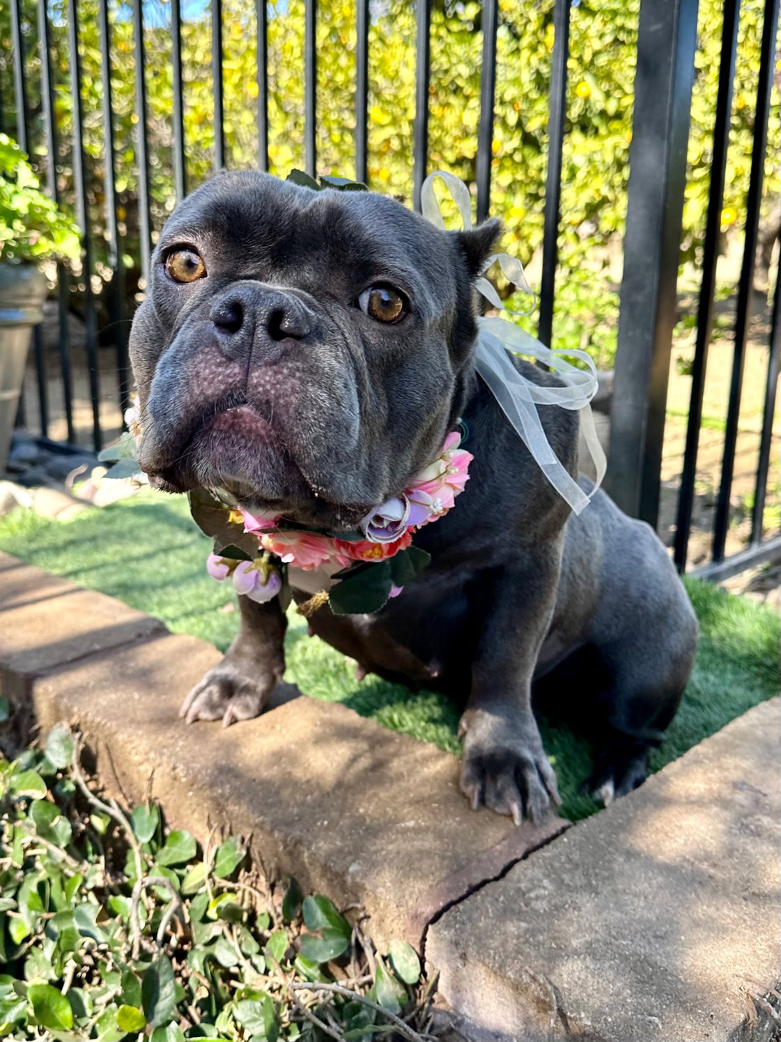 Dog for Adoption - Petunia, a American Bulldog in Santa Ana, CA | Alpha Paw