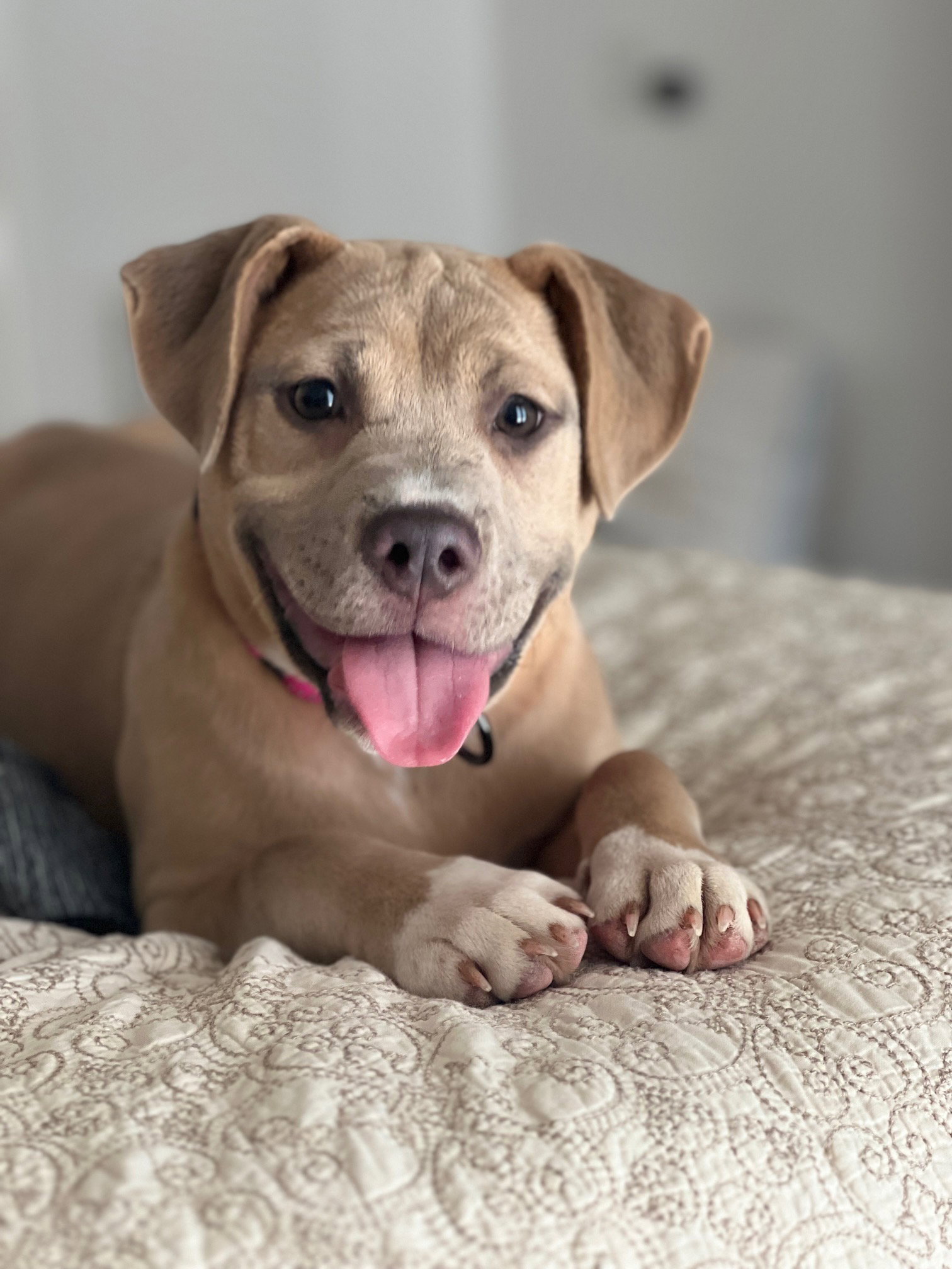 Dog for Adoption - Mia, a American Pit Bull Terrier in Cathedral City ...