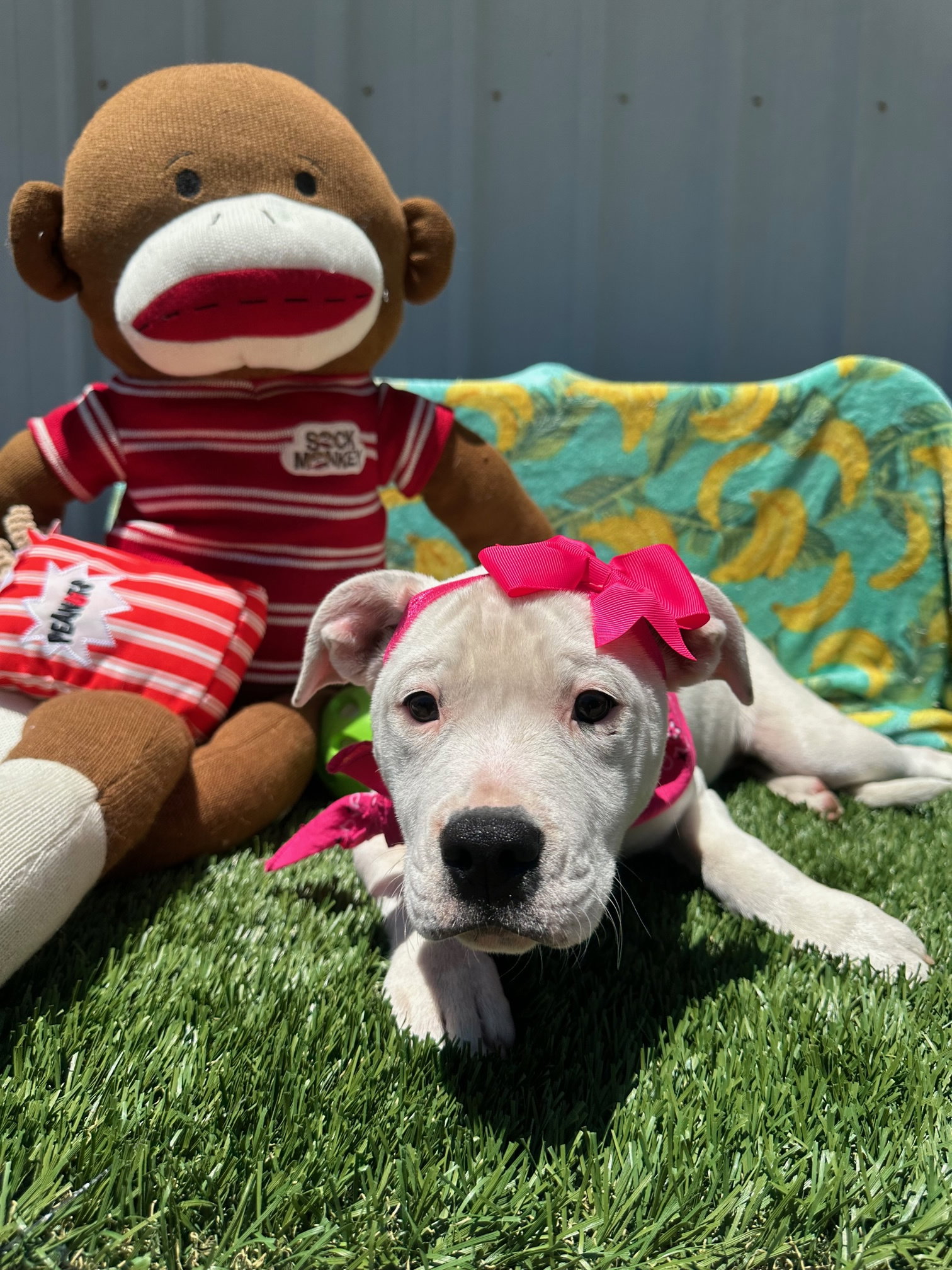 Dog for Adoption - Kira, a Dogo Argentino in Orange County, CA | Alpha Paw