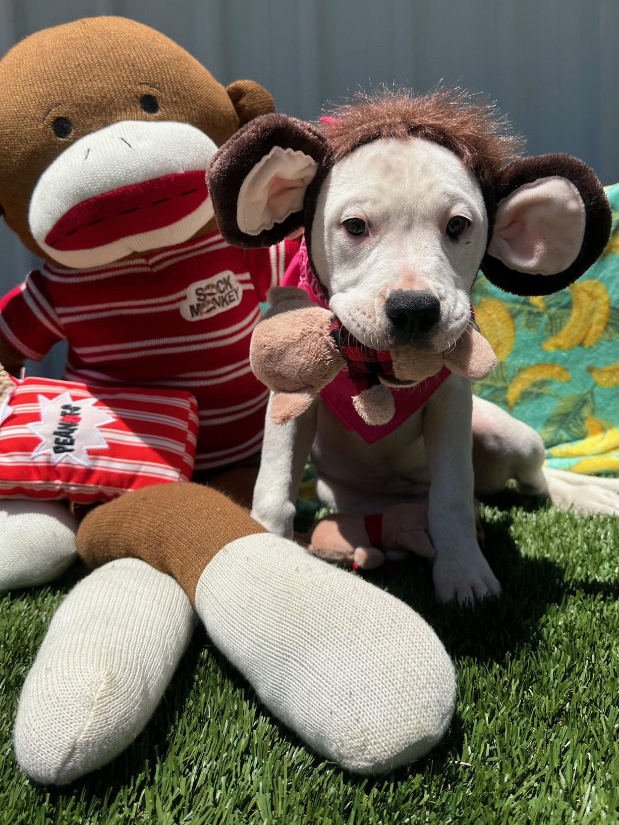 Dog for Adoption - Kira, a Dogo Argentino in Orange County, CA | Alpha Paw