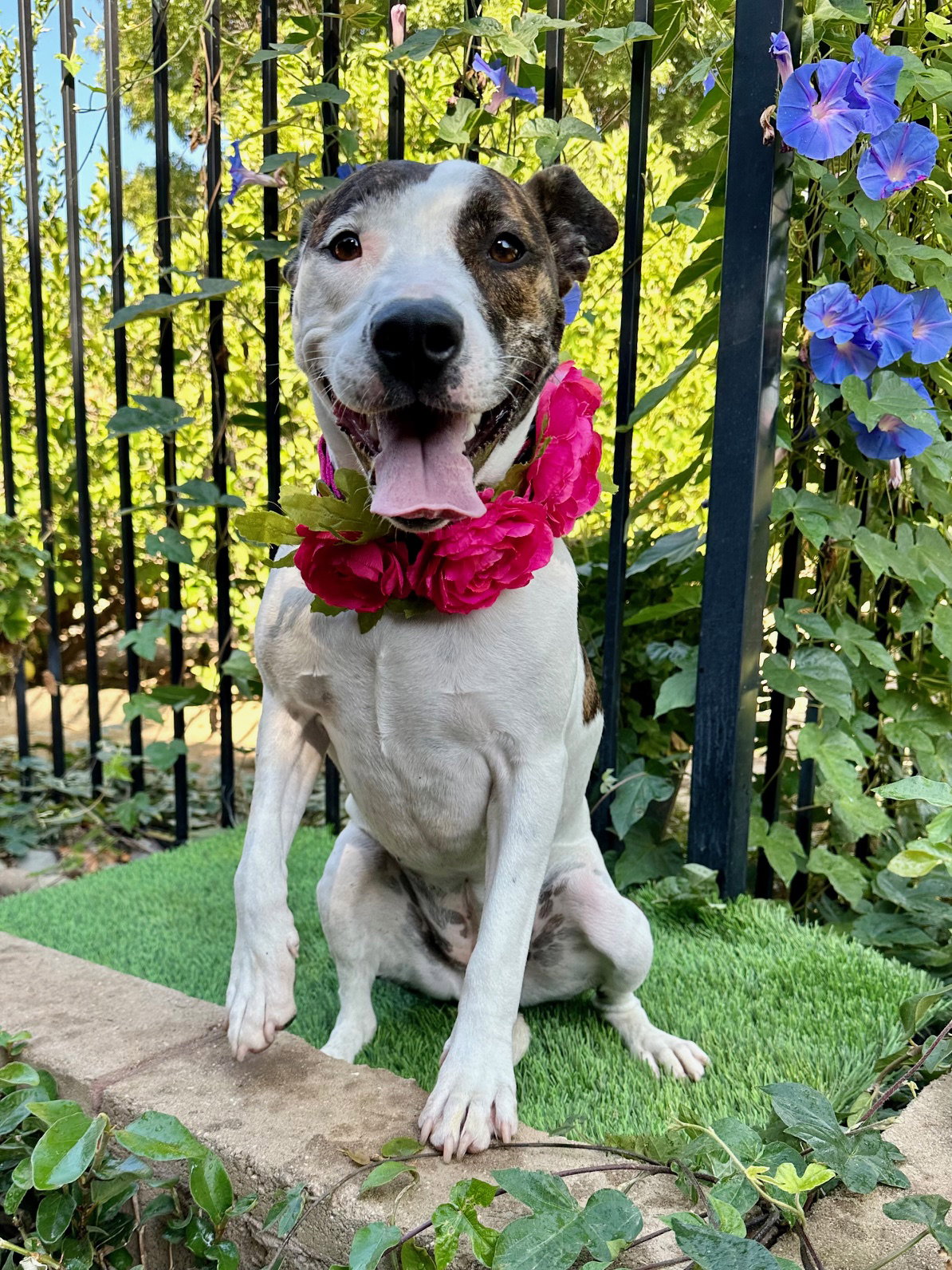 Dog for Adoption - Kiwi, a American Pit Bull Terrier in Palm Springs ...