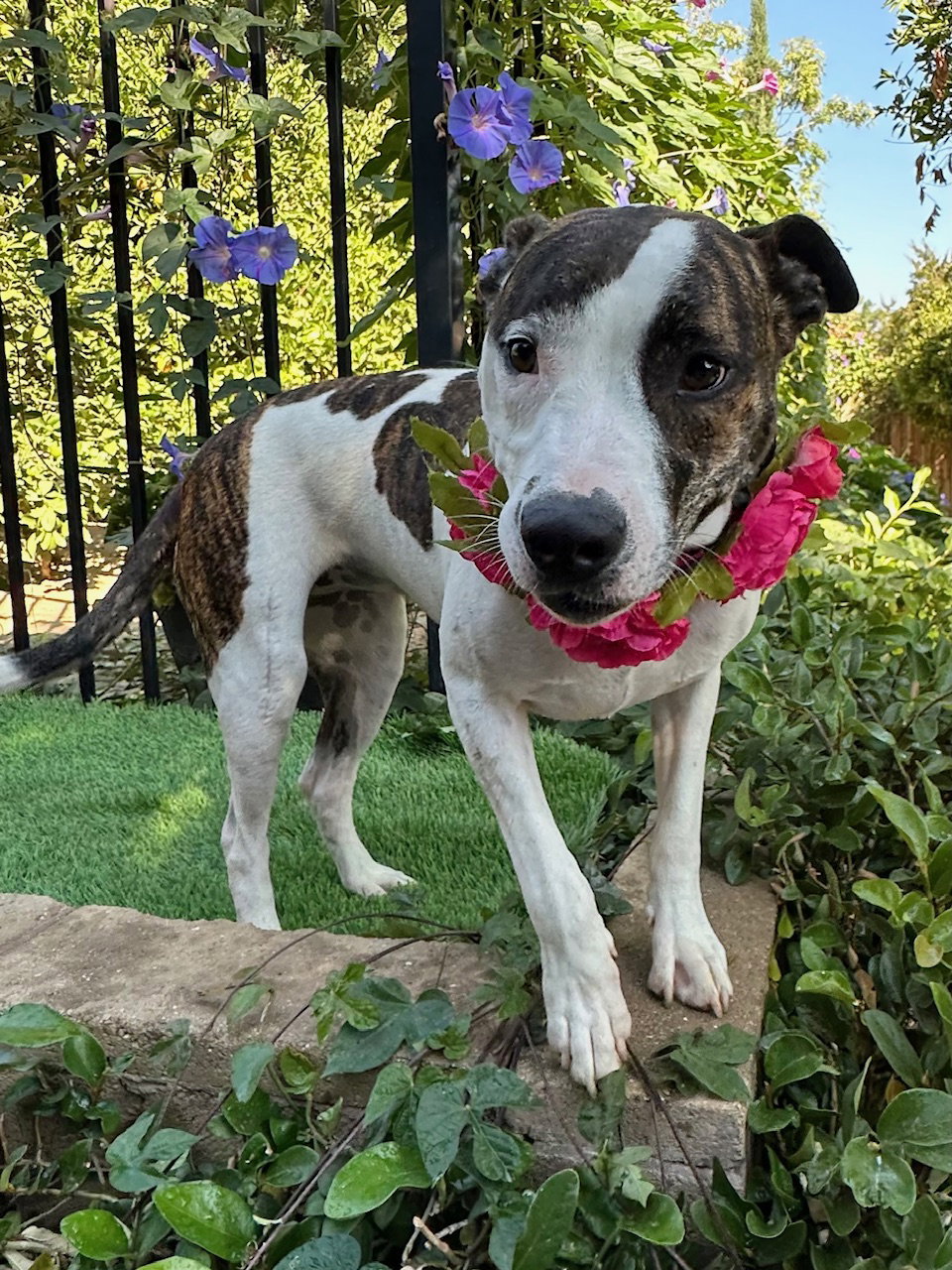 Dog for Adoption - Kiwi, a American Pit Bull Terrier in Palm Springs ...