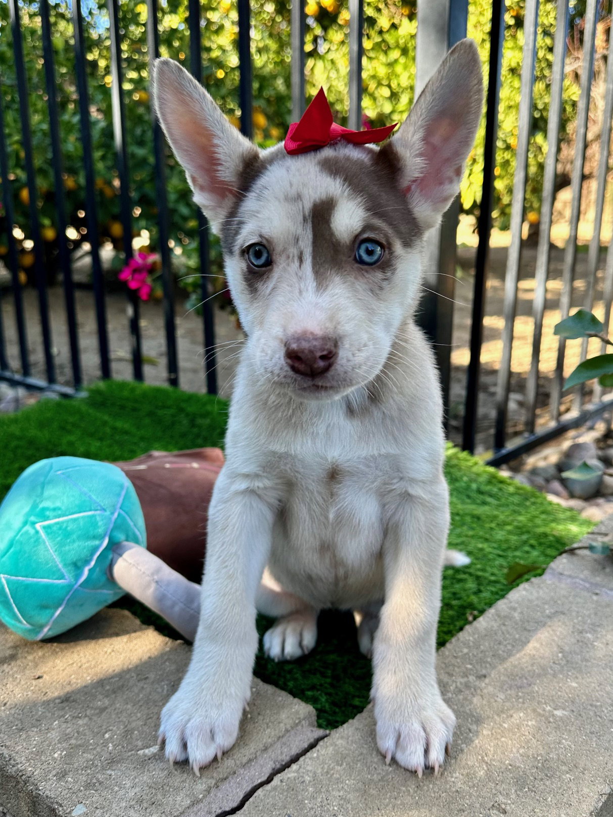 Dog for Adoption - Prada, a Siberian Husky in Palm Springs, CA | Alpha Paw