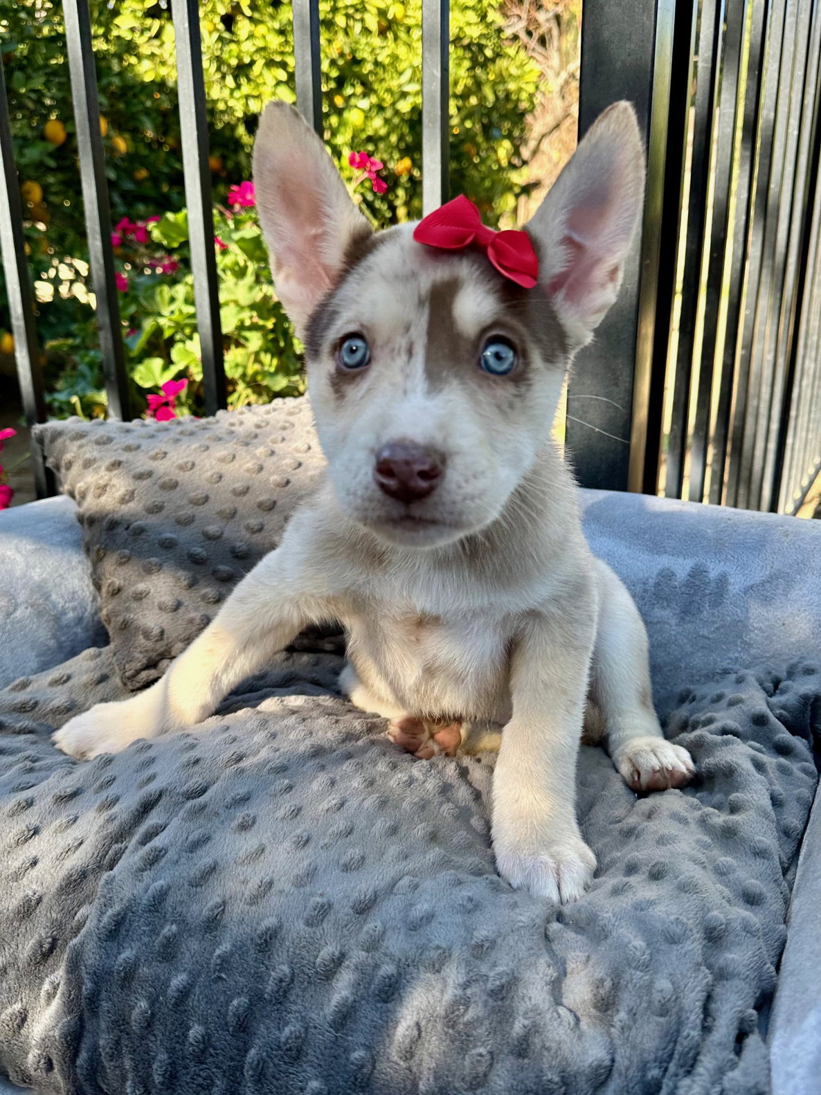Dog for Adoption - Prada, a Siberian Husky in Palm Springs, CA | Alpha Paw