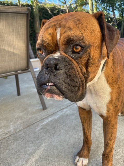 Dog for Adoption - Toby, a Boxer in Newport Beach, CA | Alpha Paw