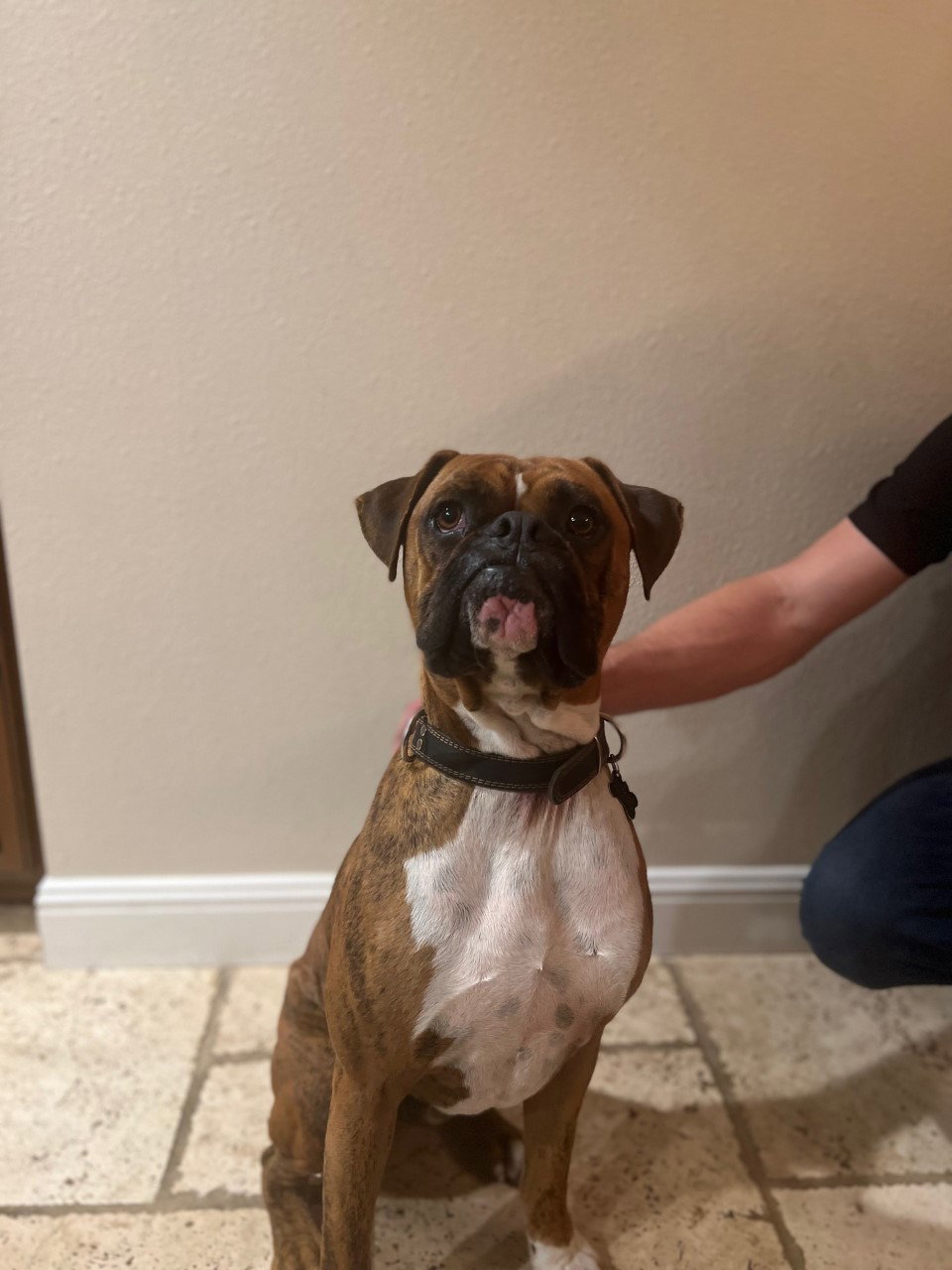 Dog for Adoption - Toby, a Boxer in Mayflower Village, CA | Alpha Paw