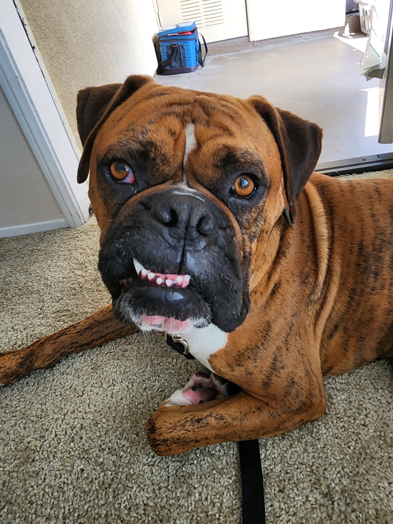 Dog for Adoption - Toby, a Boxer in Mayflower Village, CA | Alpha Paw