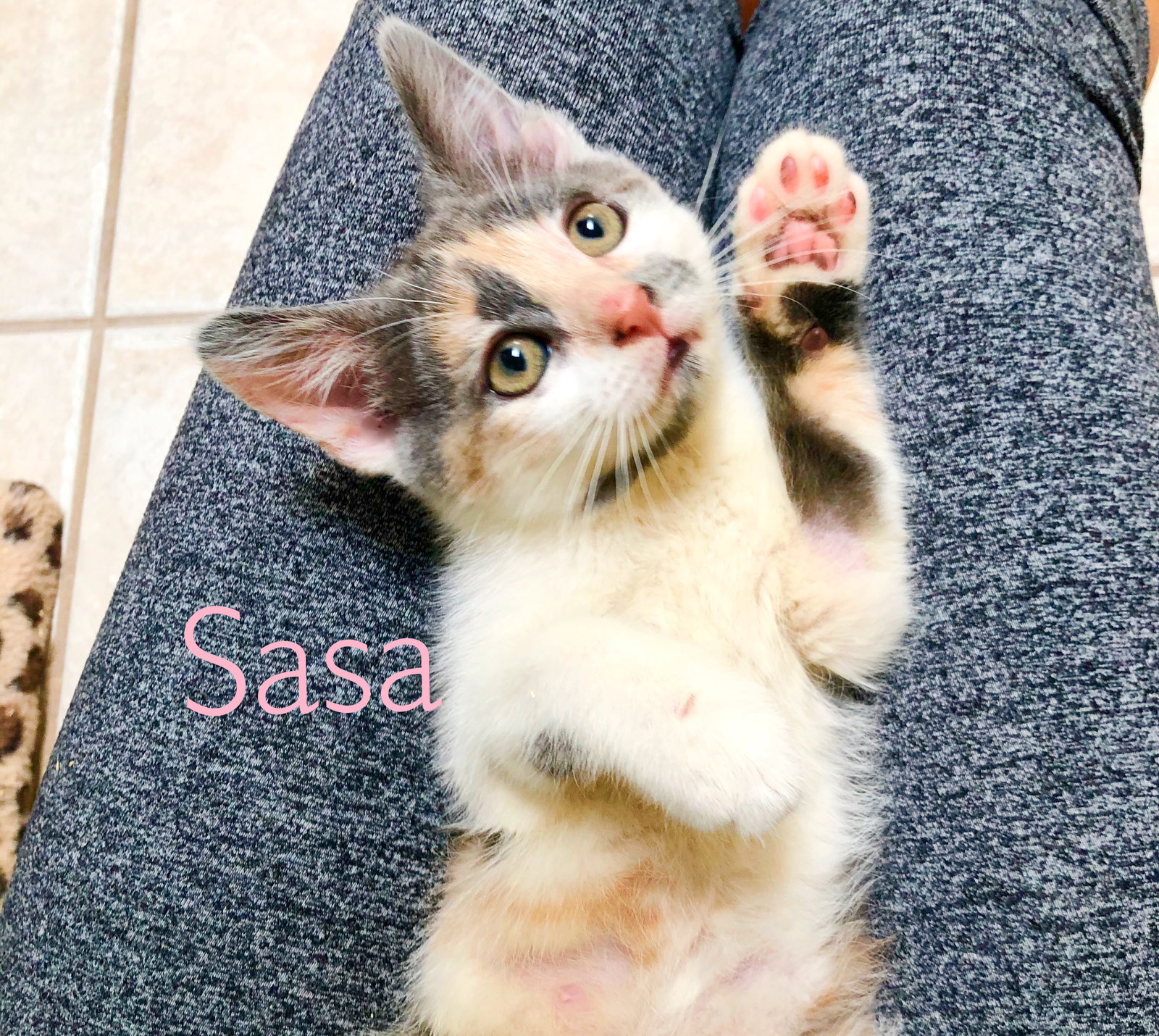 Sasa (Siblings)'s Web Page