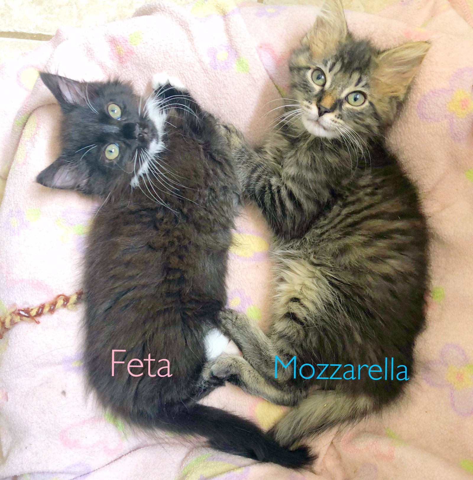 Feta - Siblings' Web Page