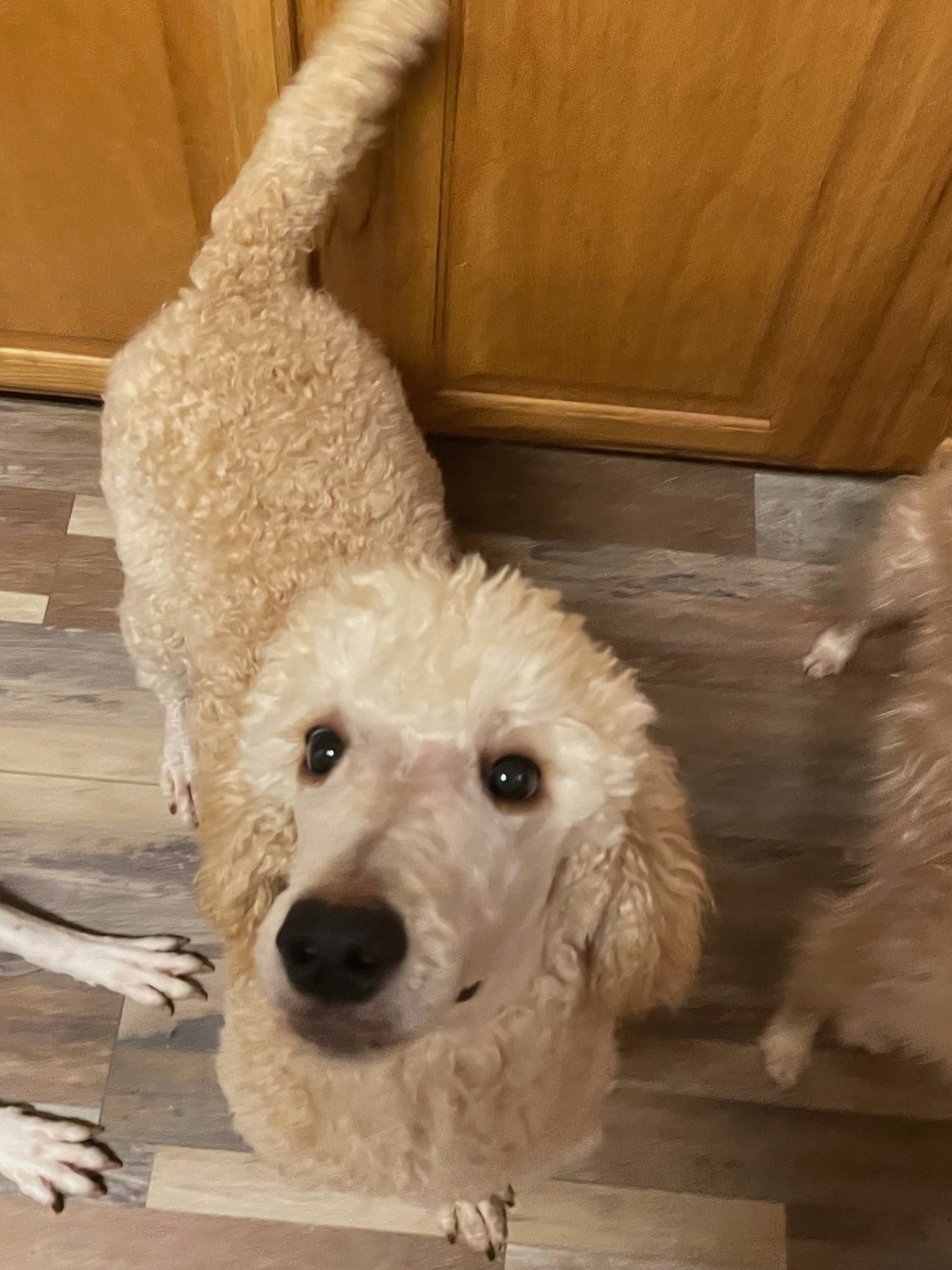 Dog for Adoption - Laney, a Poodle (Standard) in Moore County, NC ...