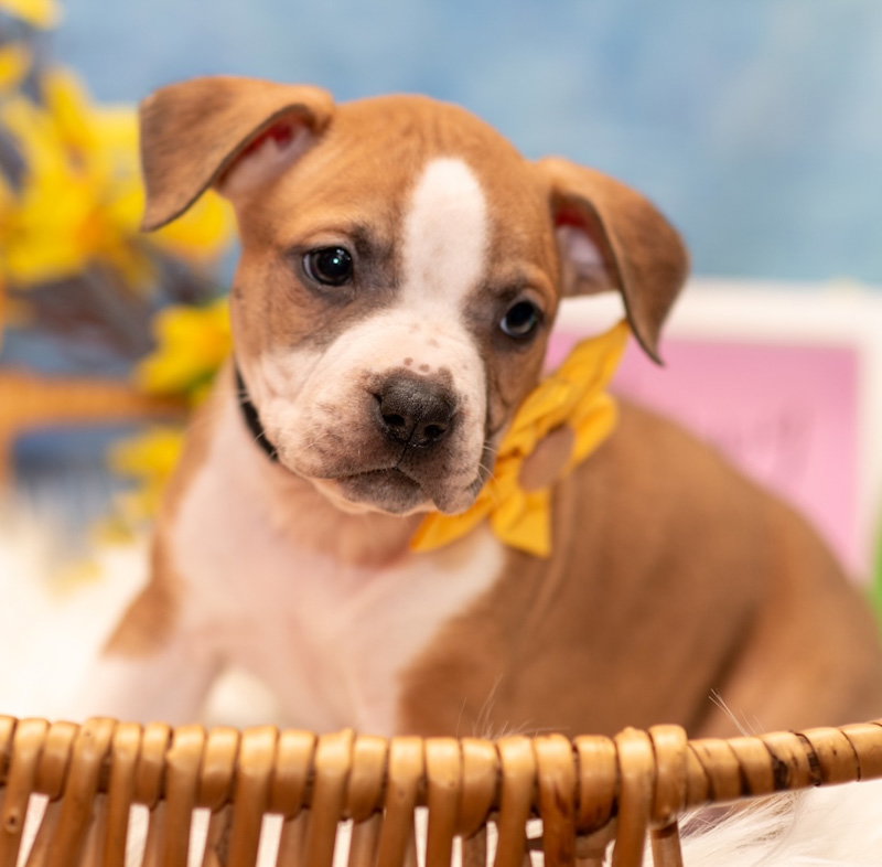 Dog for Adoption - Stella, a in Biscoe, NC | Alpha Paw