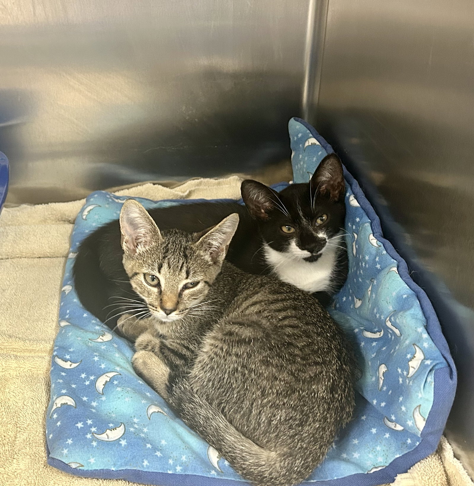 CARE Foster Cats | Chatham Animal Rescue