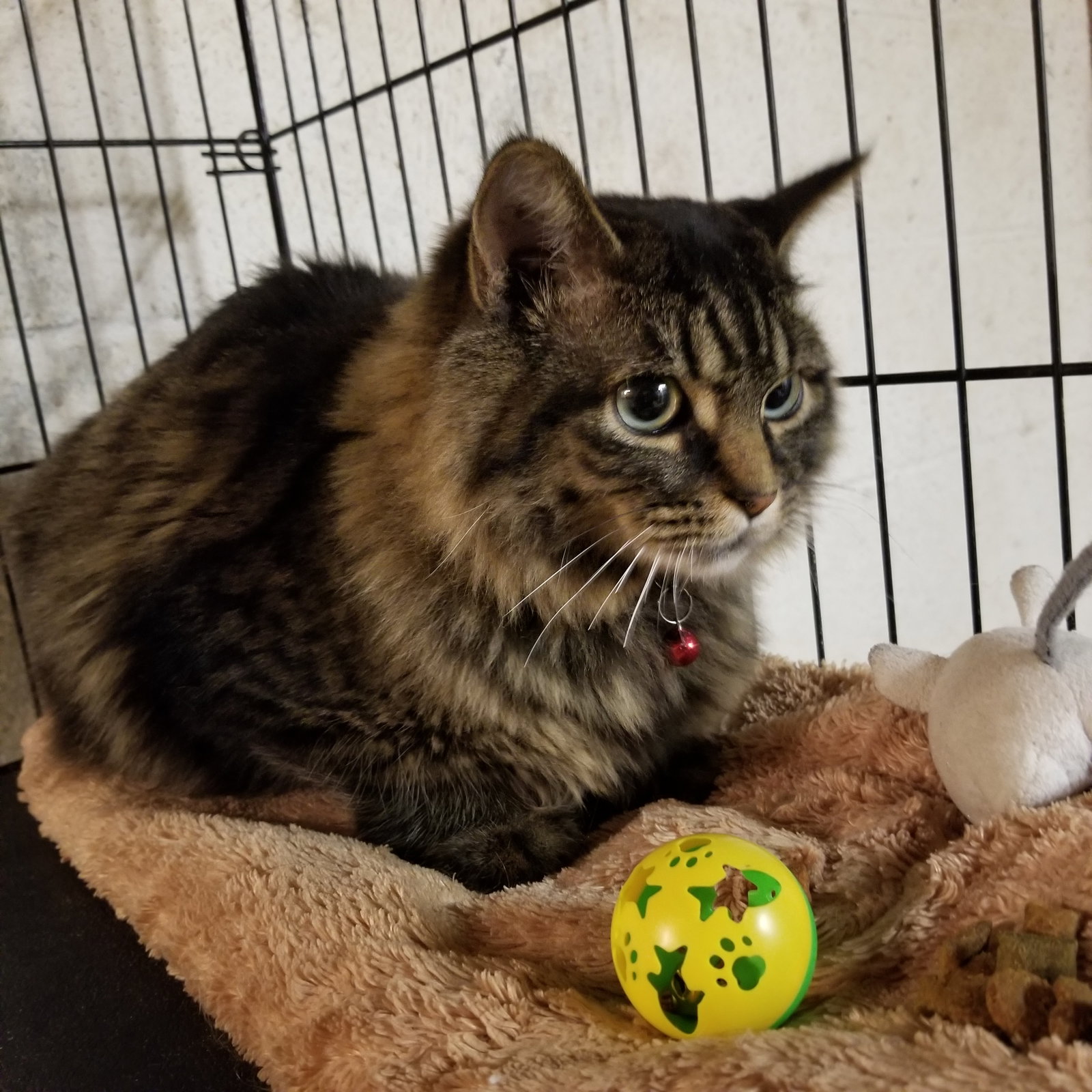 Cats for Adoption in Canton, Ohio | Alpha Paw