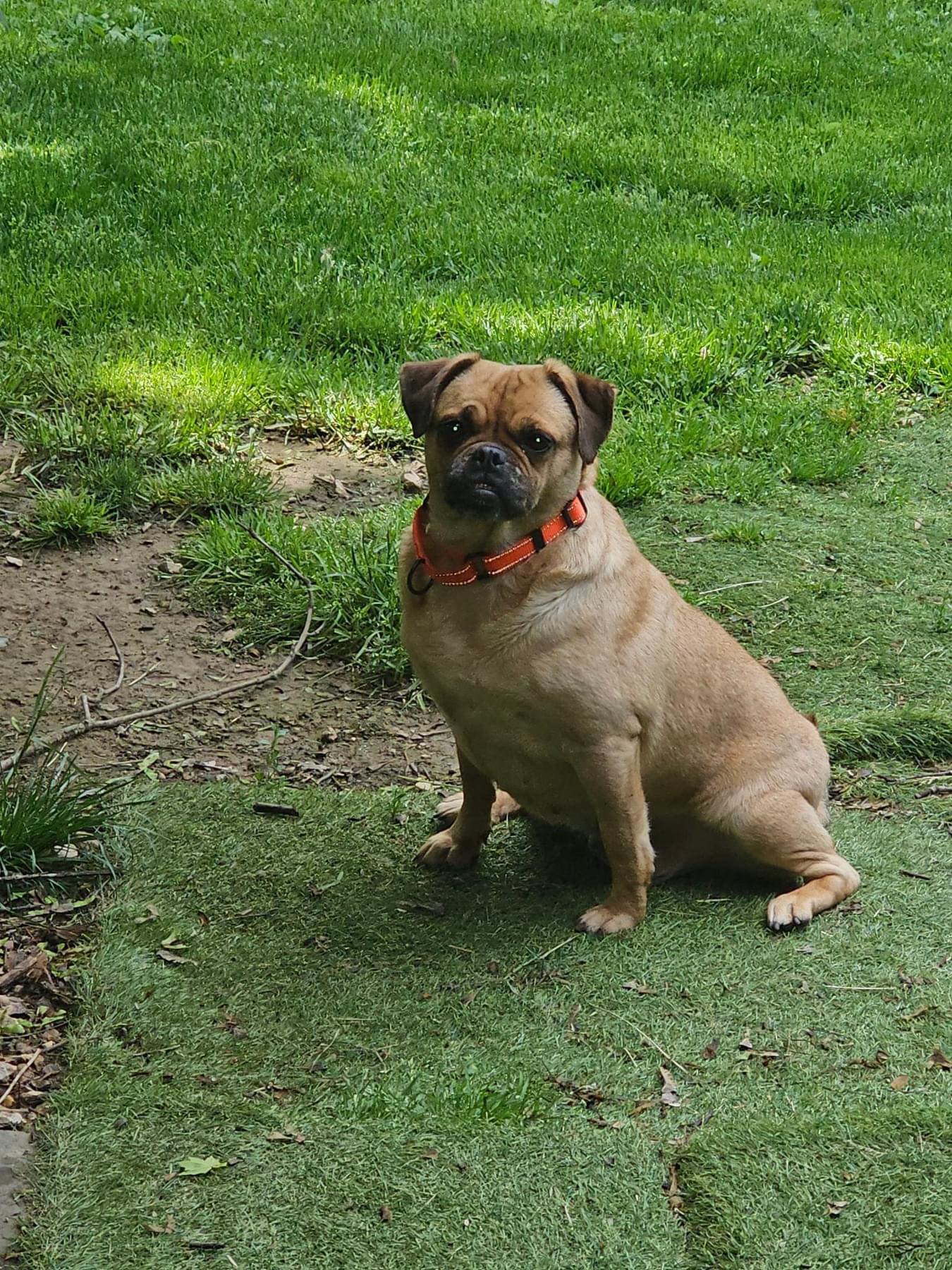 Dog adoption in Chester, CT 06412: Pug / Beagle / Mixed Dog "Bertie"