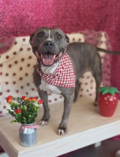 Solano County Sheriff's Office Animal Care Division Pets