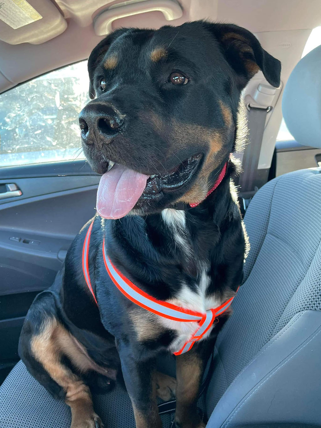 Dog for Adoption - Maximillion, a Labrador Retriever in Waterloo, IL ...