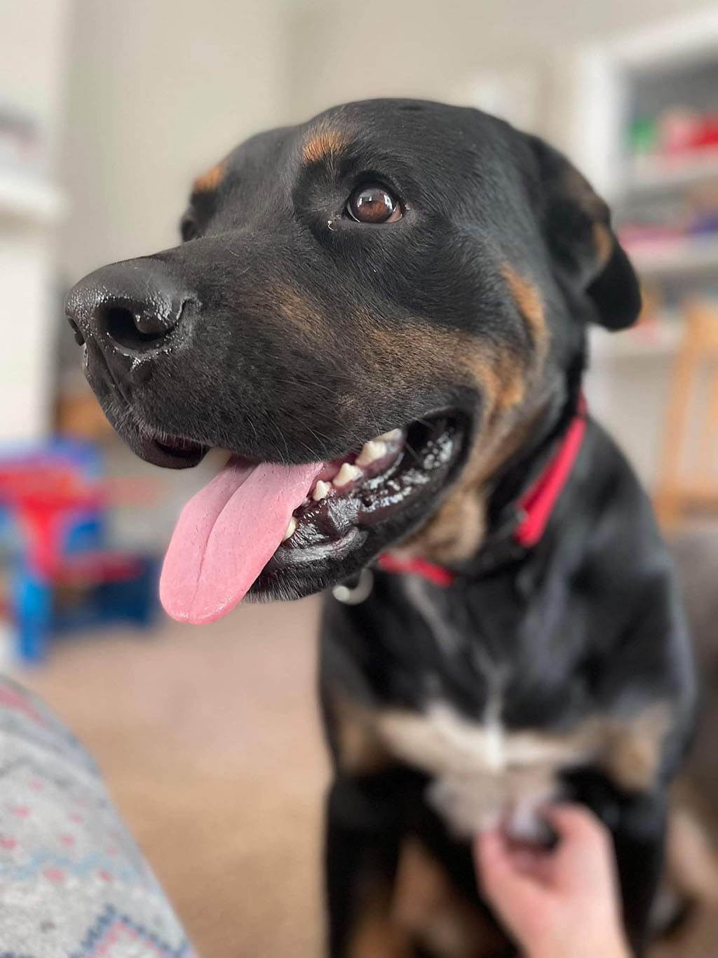 Dog for Adoption - Maximillion, a Labrador Retriever in Waterloo, IL ...