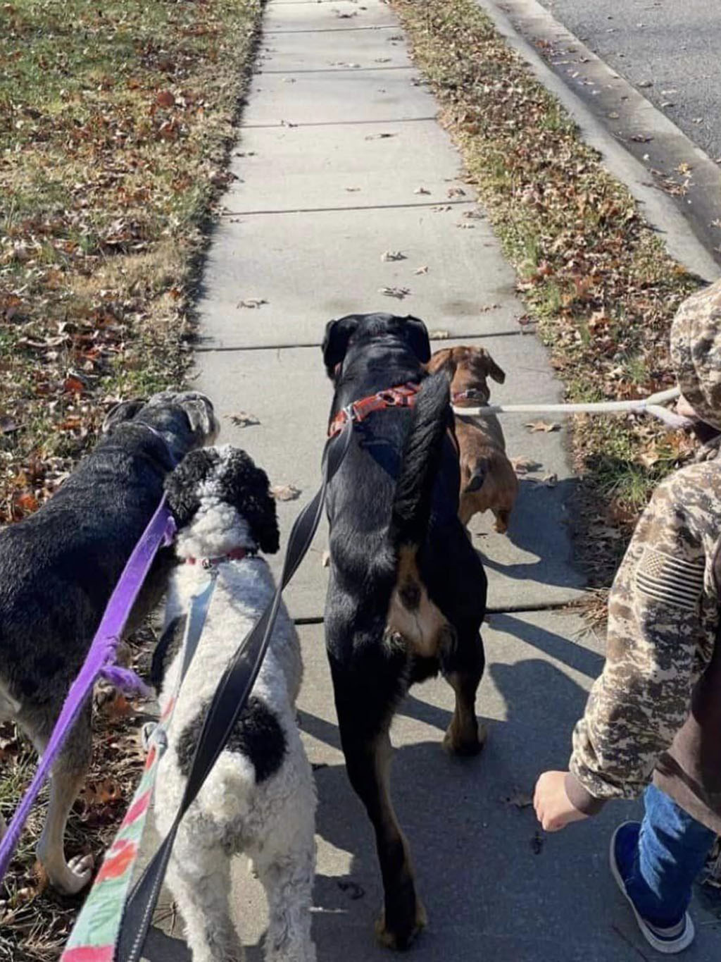 Dog for Adoption - Maximillion, a Labrador Retriever in Waterloo, IL ...