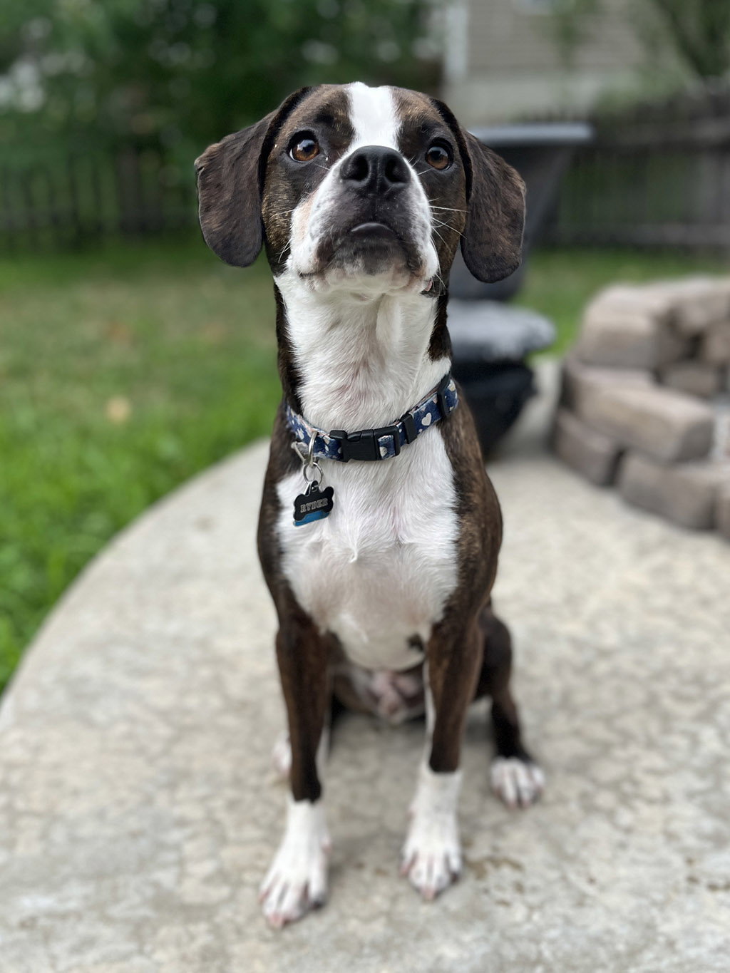 Dog for Adoption - Ryder (aka Toby Keith), a Beagle in Pike County, MO ...