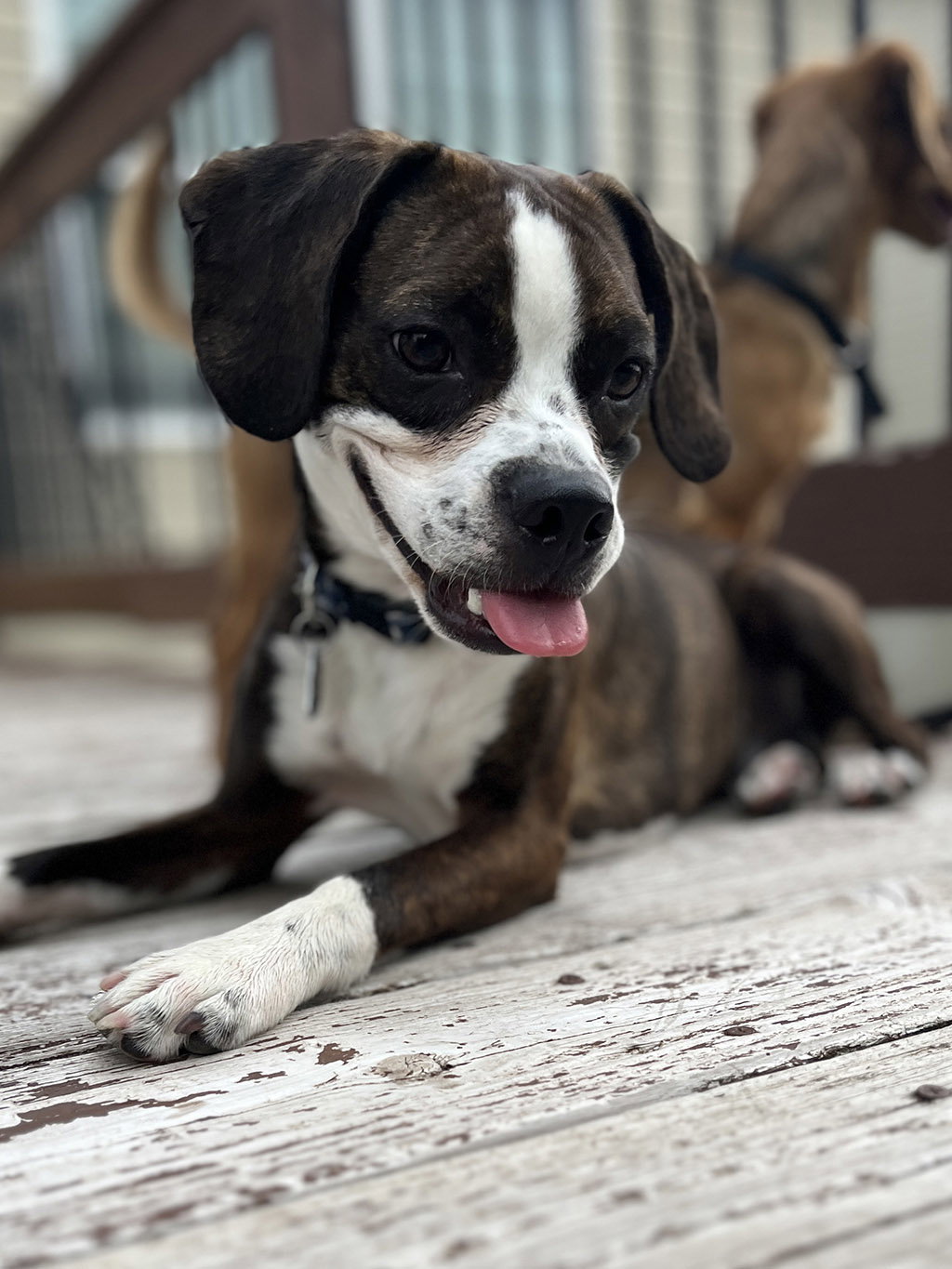 Dog for Adoption - Ryder (aka Toby Keith), a Beagle in Pike County, MO ...