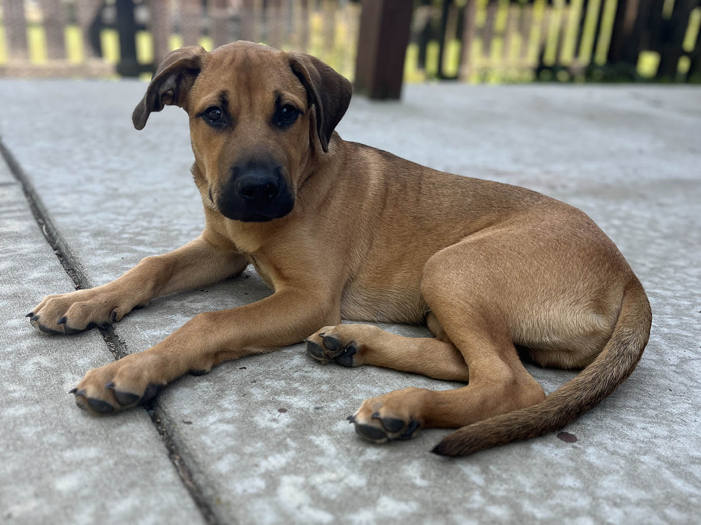 Dog for Adoption - Rocco, a Rhodesian Ridgeback in Brighton, IL | Alpha Paw