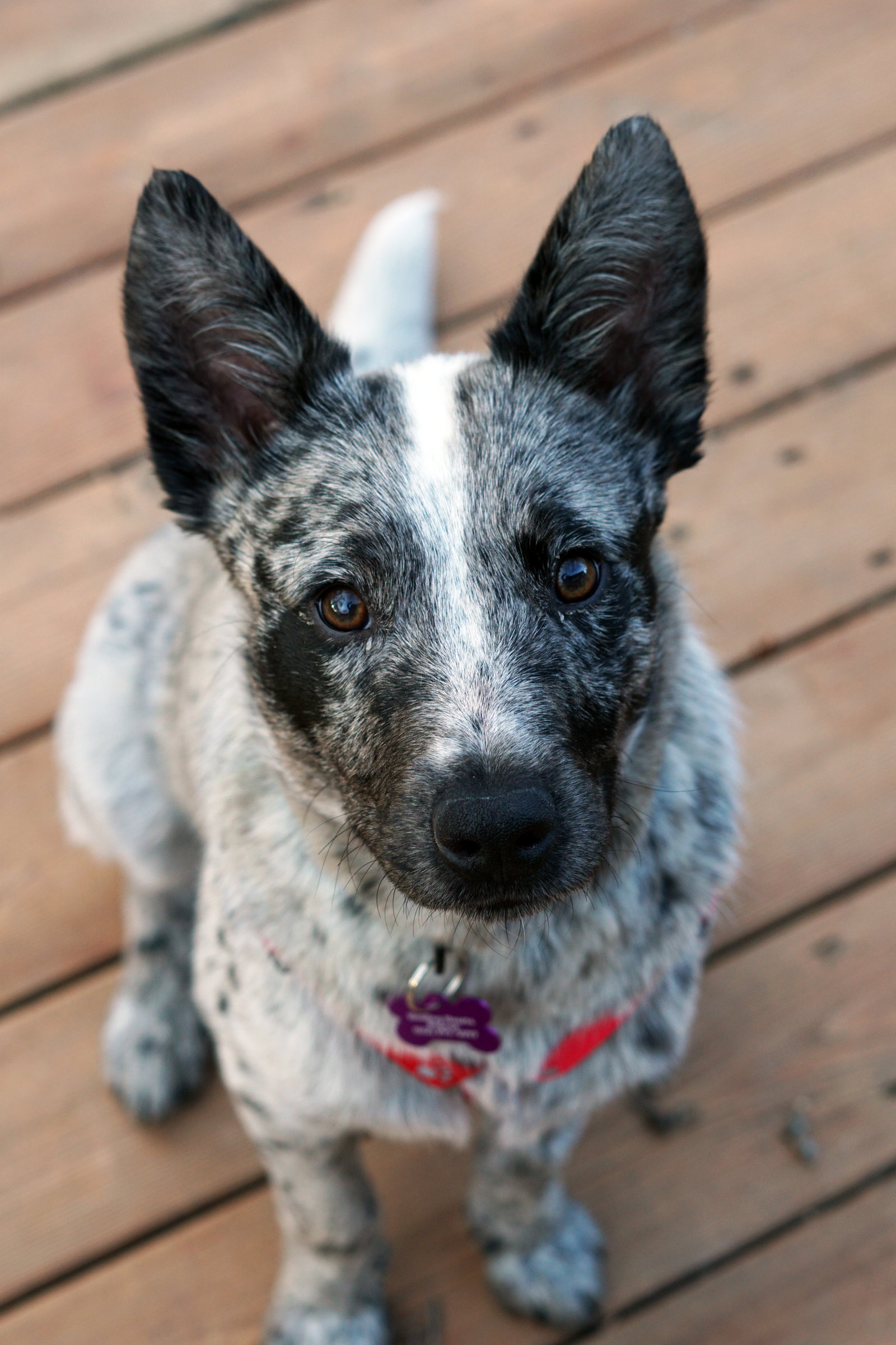 Dog for Adoption - Dooley, a Australian Cattle Dog/Blue Heeler in Afton ...