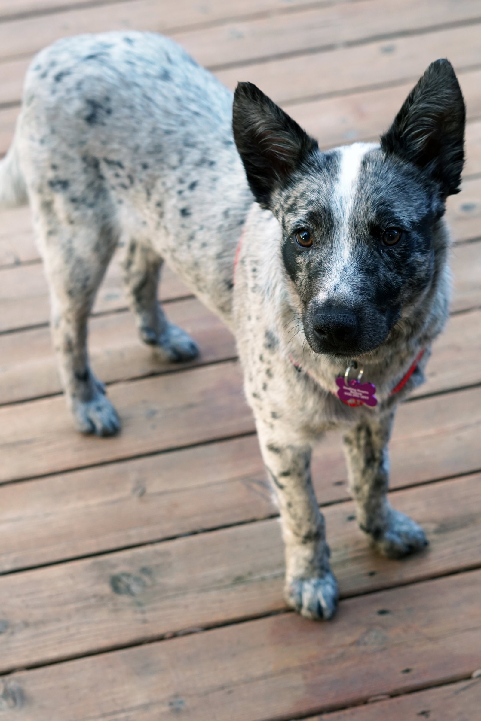 Dog for Adoption - Dooley, a Australian Cattle Dog/Blue Heeler in Afton ...