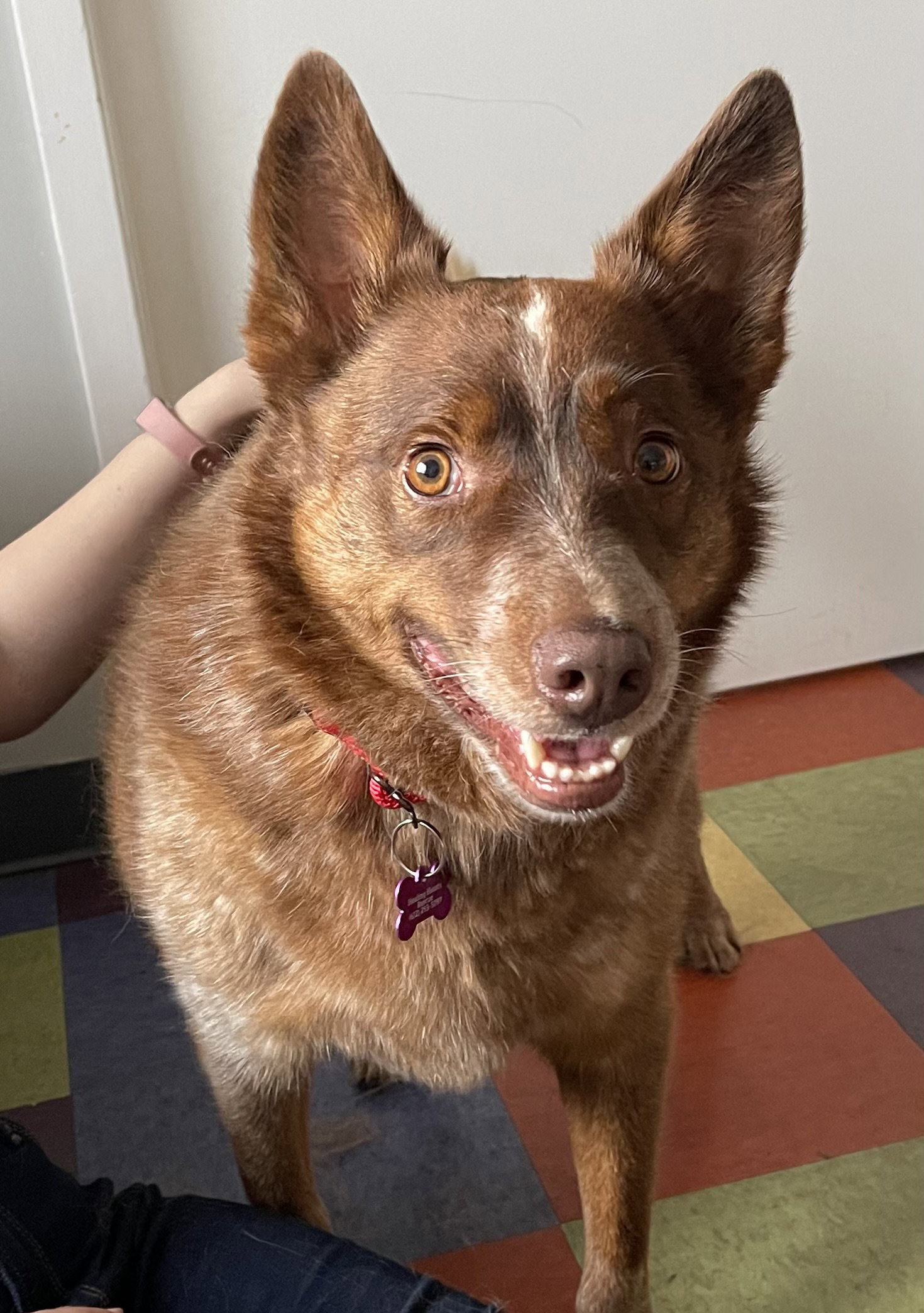 Dog for Adoption - Watson, a Australian Cattle Dog/Blue Heeler in ...