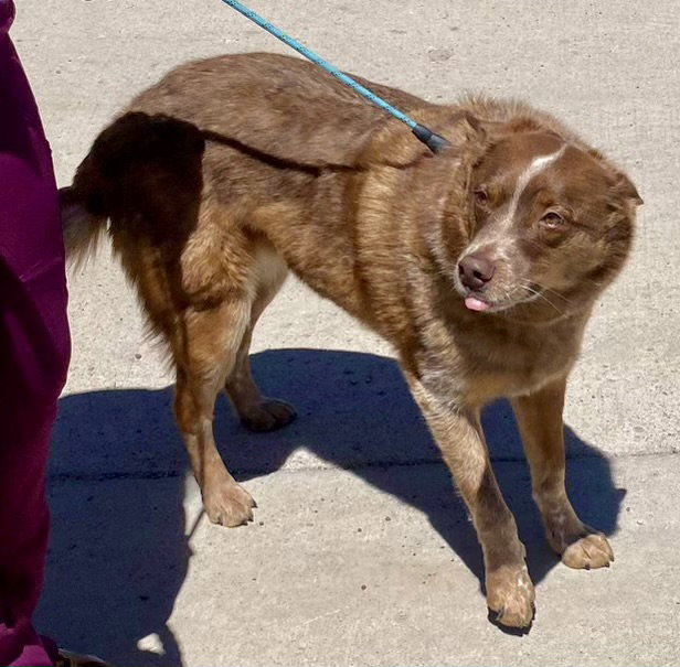 Dog for Adoption - Watson, a Australian Cattle Dog/Blue Heeler in ...