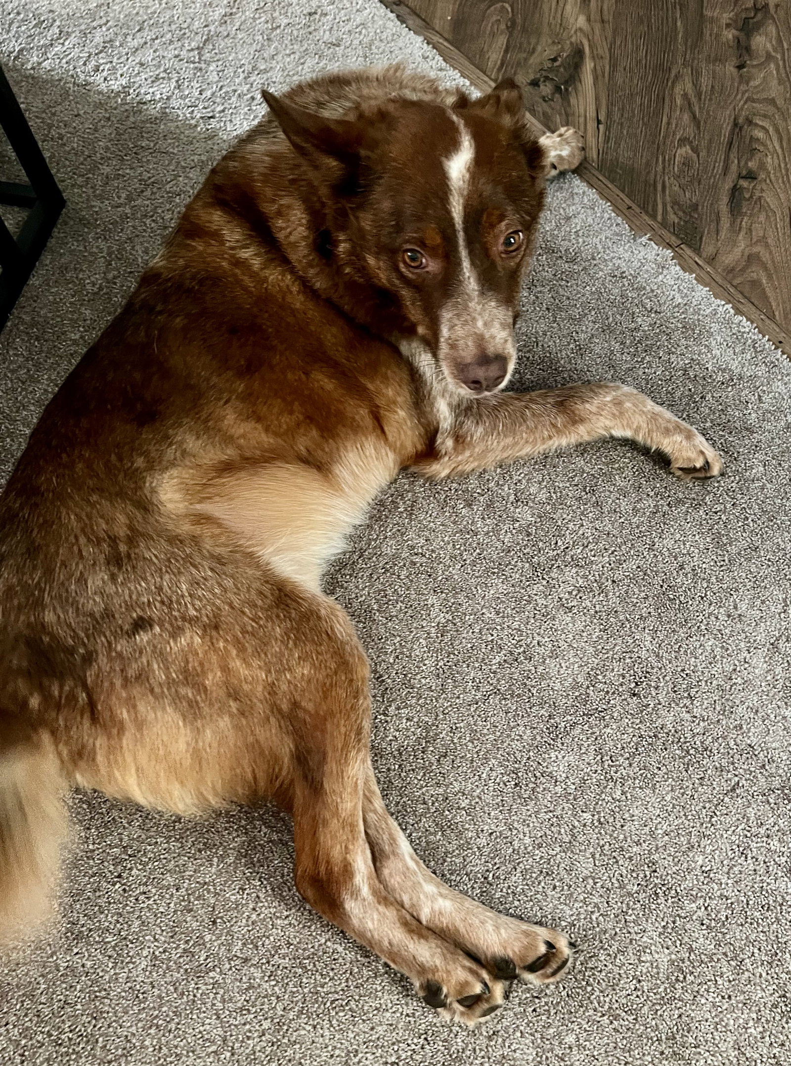 Dog for Adoption - Watson, a Australian Cattle Dog/Blue Heeler in ...