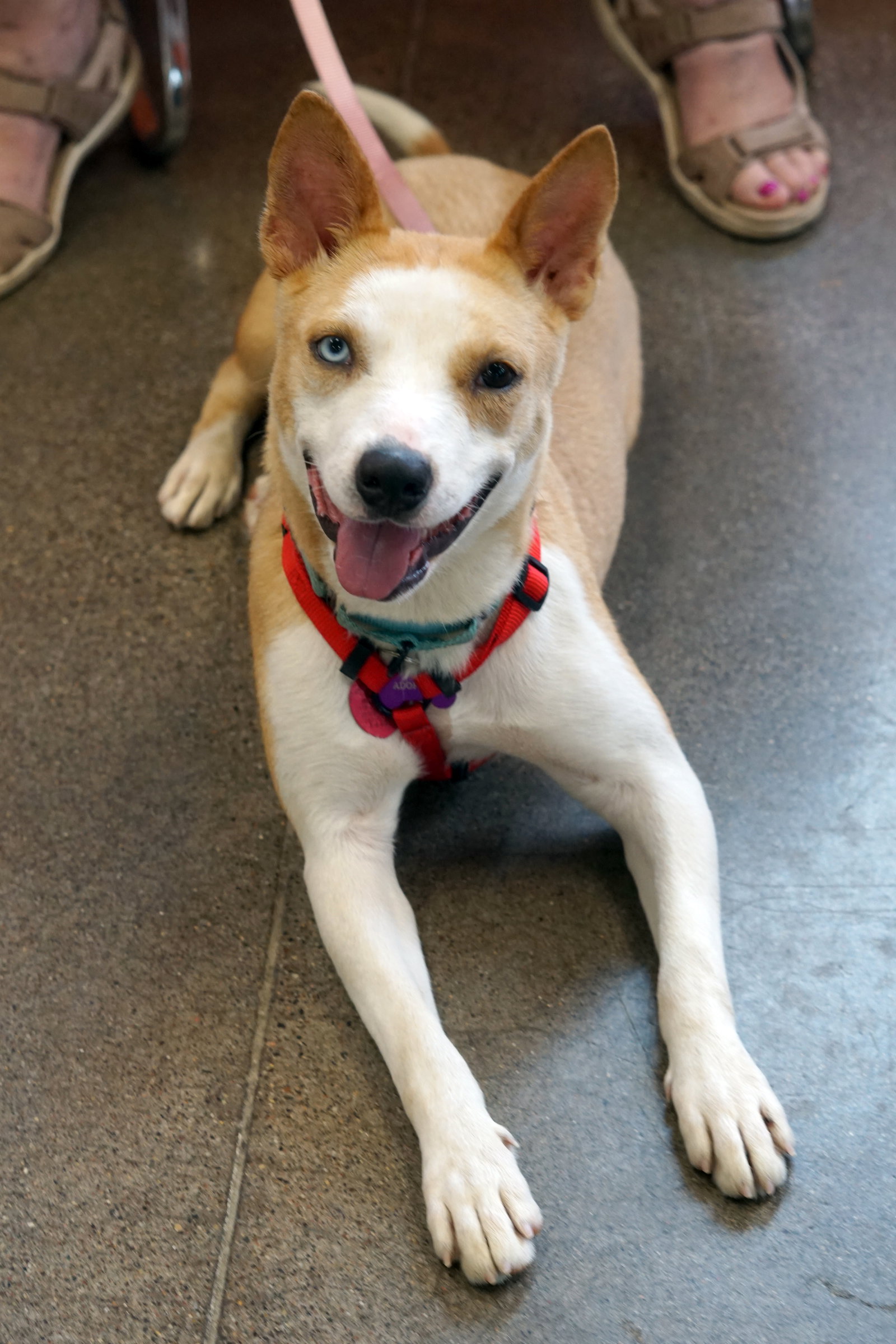 Dog for Adoption - Dixie, a Husky in Columbus, MN | Alpha Paw