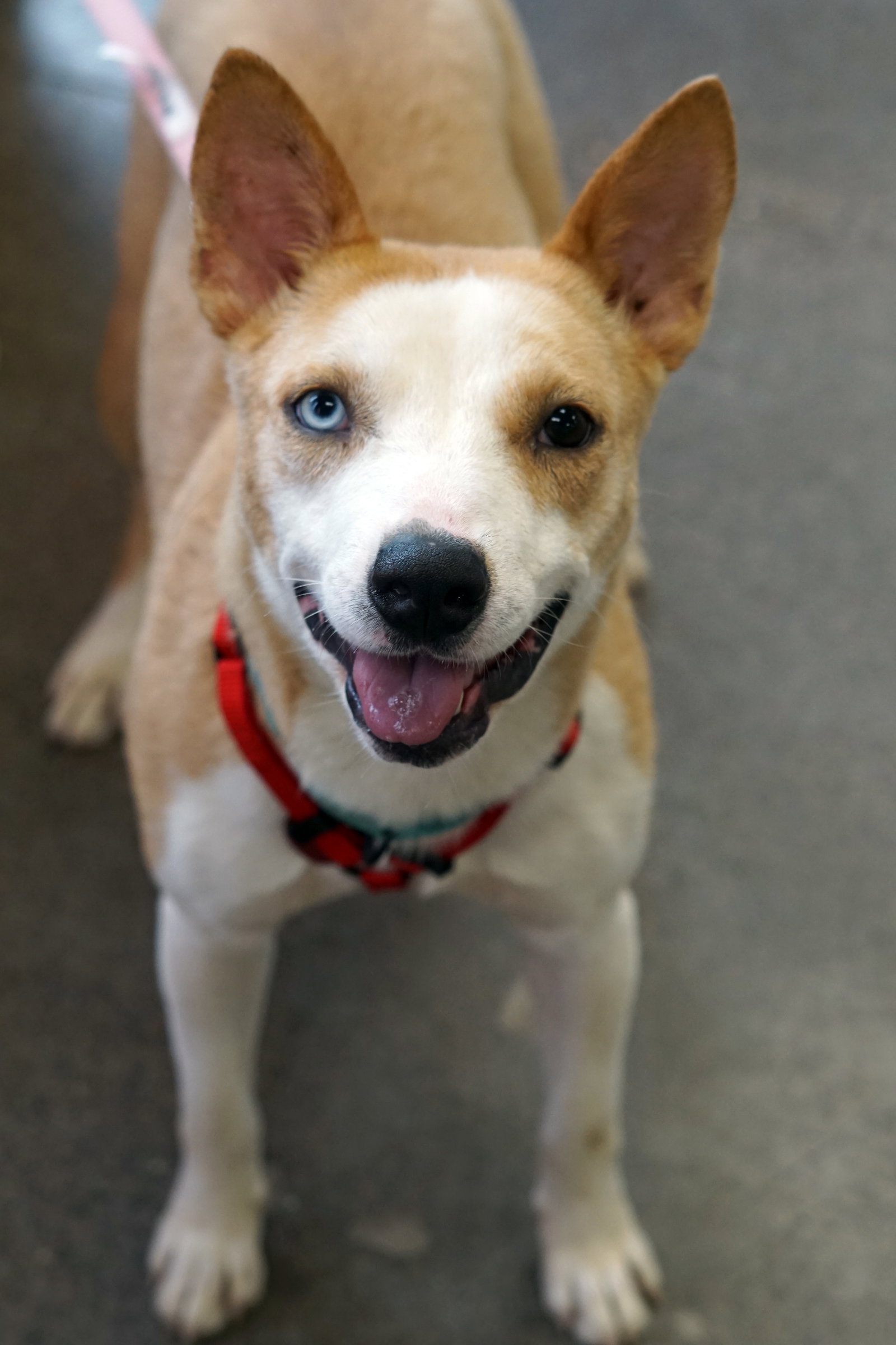 Dog for Adoption - Dixie, a Husky in Columbus, MN | Alpha Paw