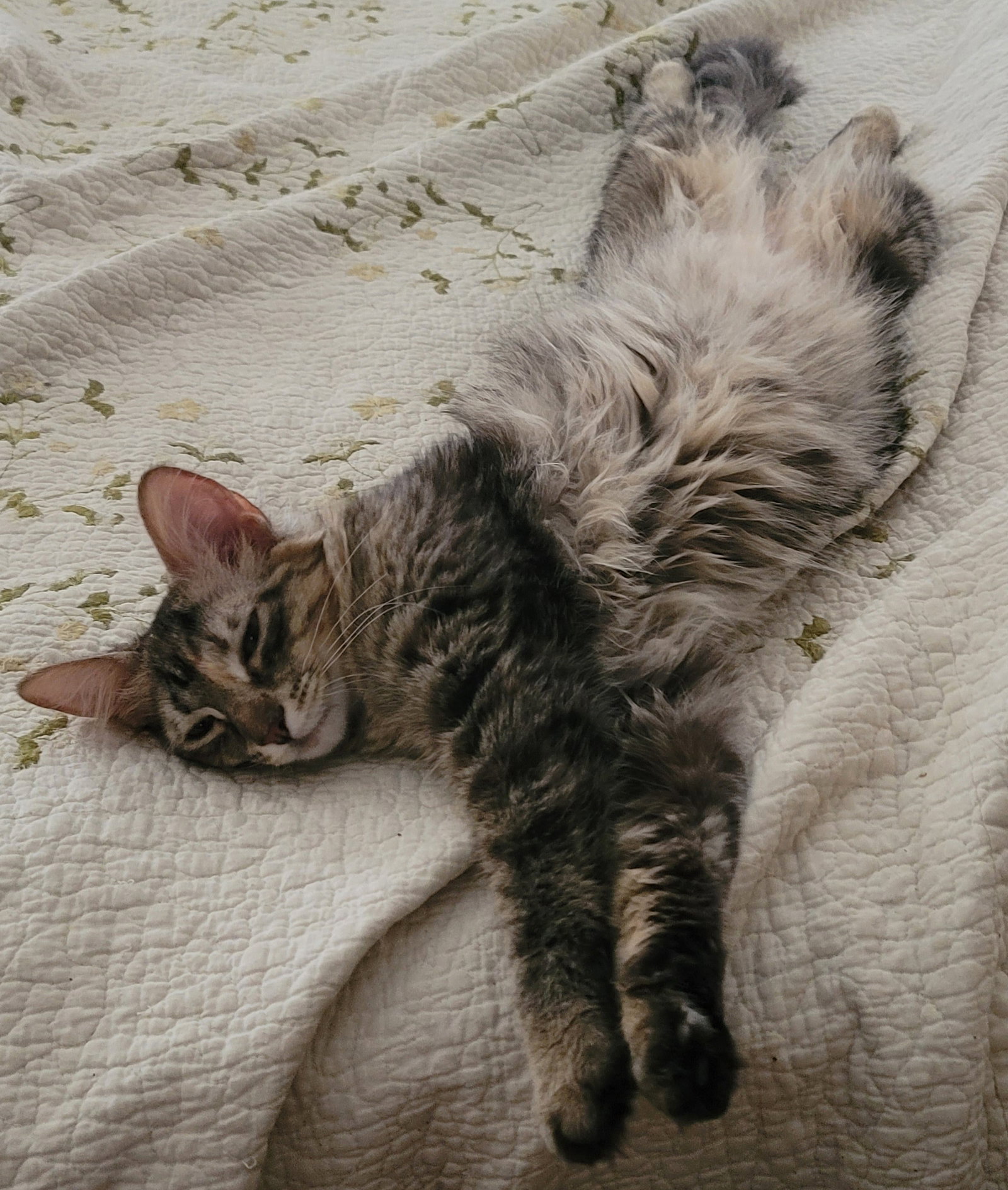 Cats for Adoption in Helena, Mississippi | Alpha Paw