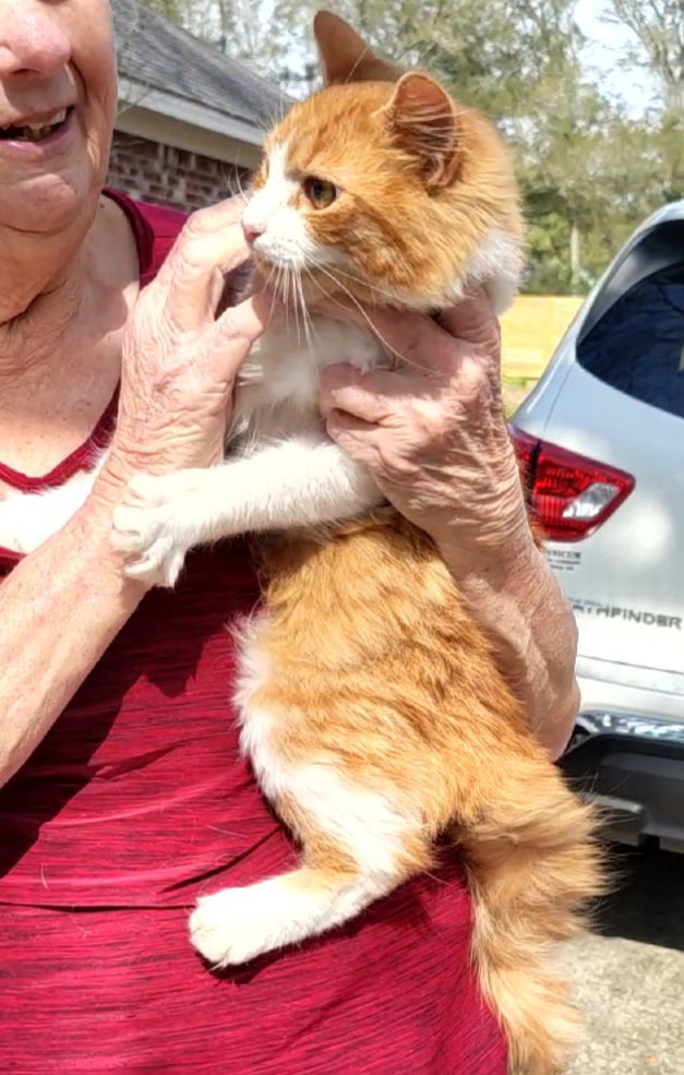 Cats for Adoption in Spanish Fort, Alabama | Alpha Paw