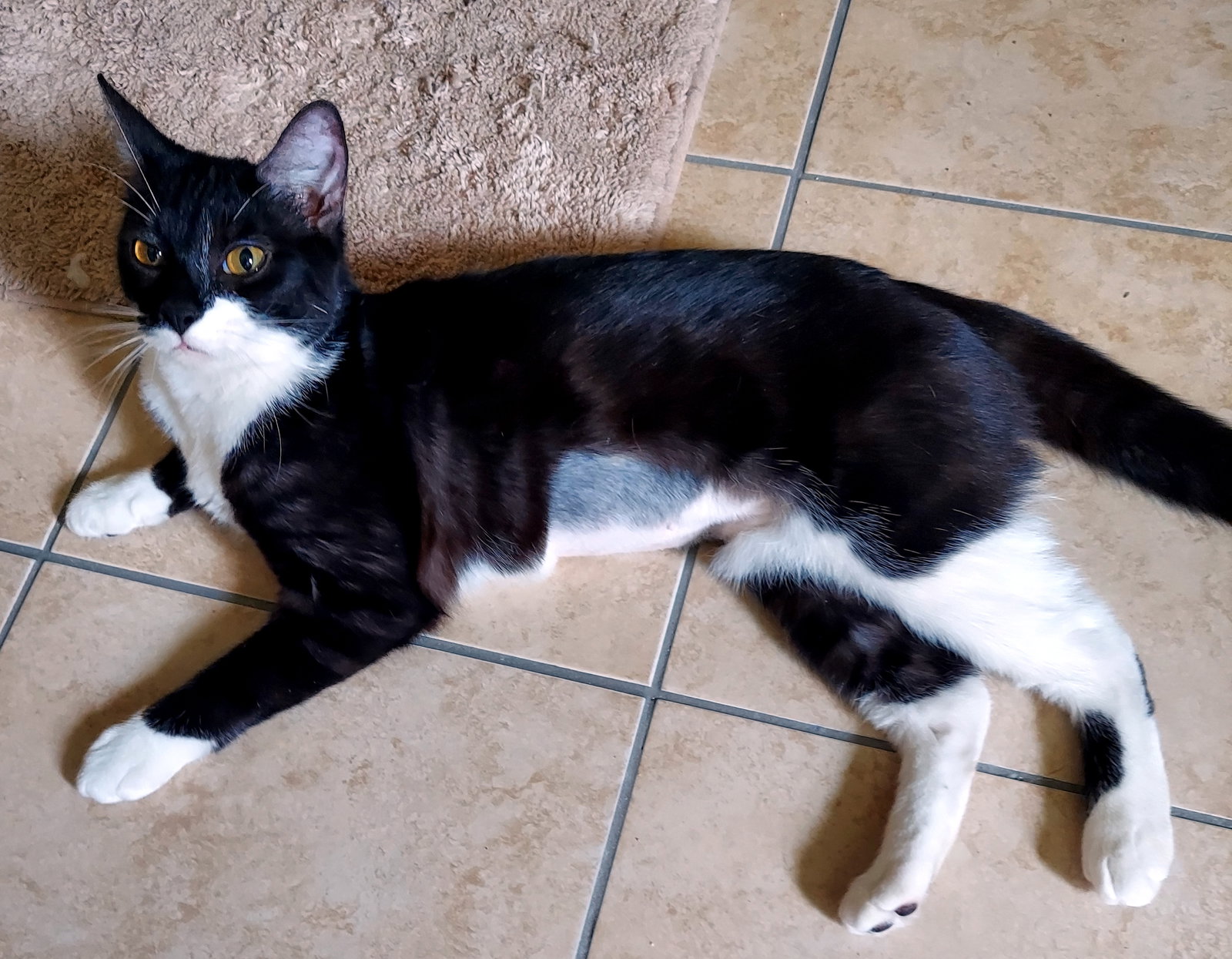 Cats for Adoption in Orange Beach, Alabama | Alpha Paw
