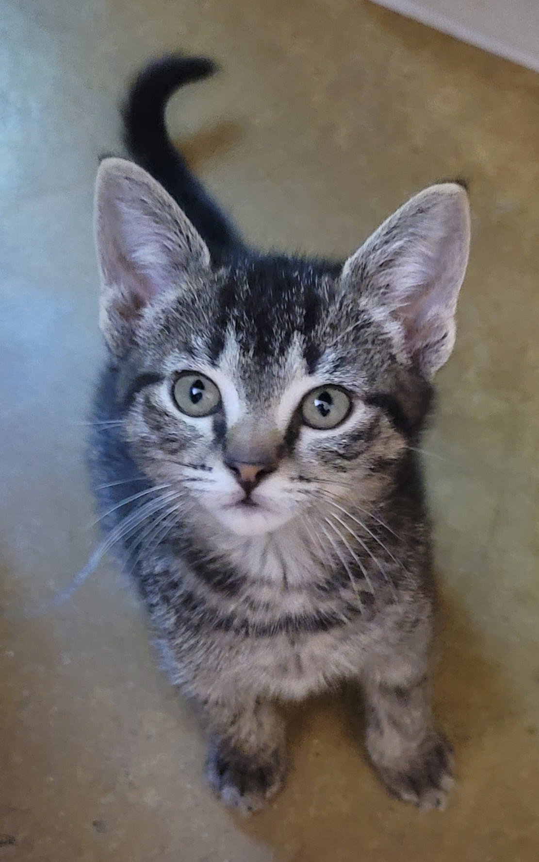 Cats for Adoption in Santa Rosa County, Florida | Alpha Paw