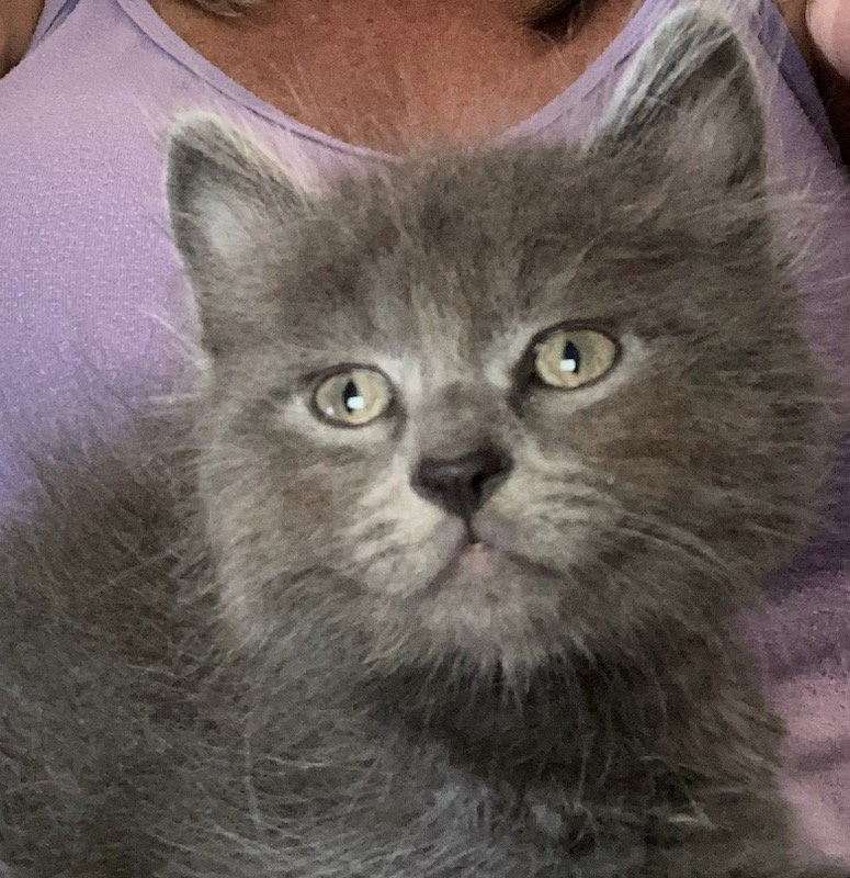 Cats for Adoption in Bay Minette, Alabama | Alpha Paw