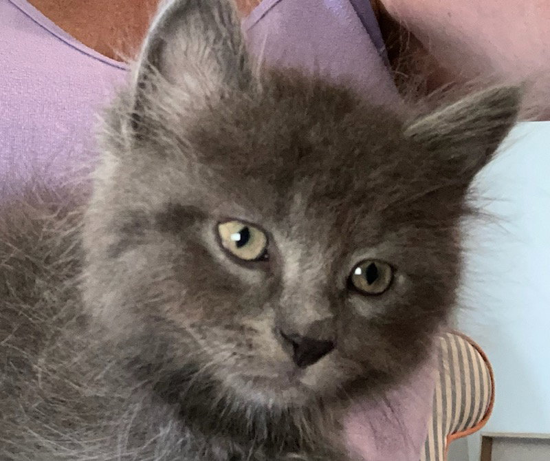 Cats for Adoption in Bay Minette, Alabama | Alpha Paw