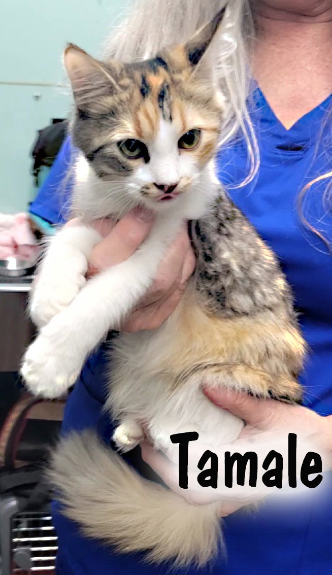 Cats for Adoption in Atmore, Alabama | Alpha Paw