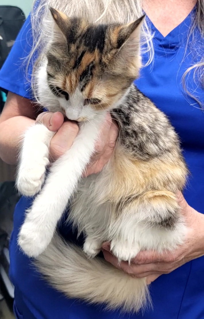 Cats for Adoption in Mobile, Alabama | Alpha Paw