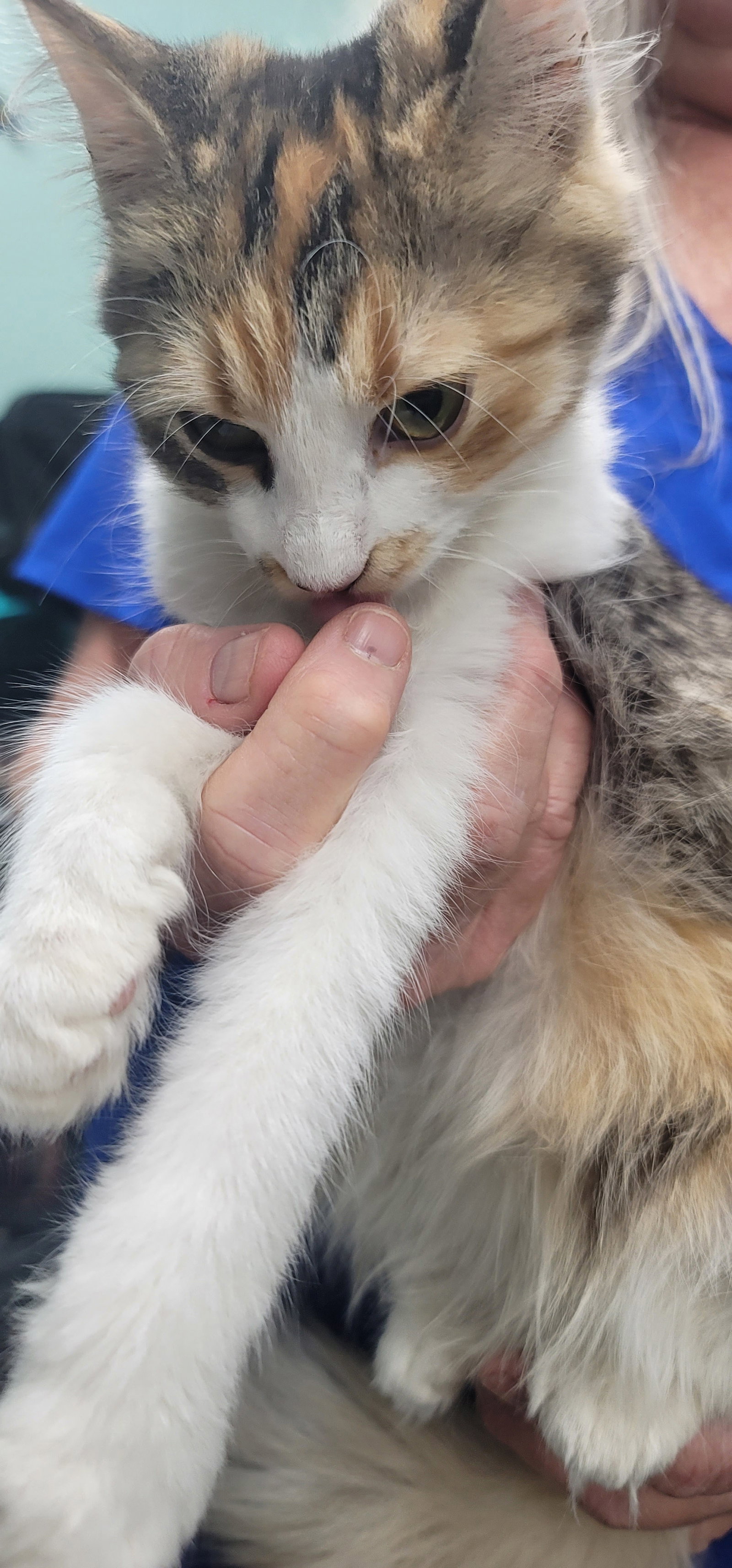 Cats for Adoption in Atmore, Alabama | Alpha Paw