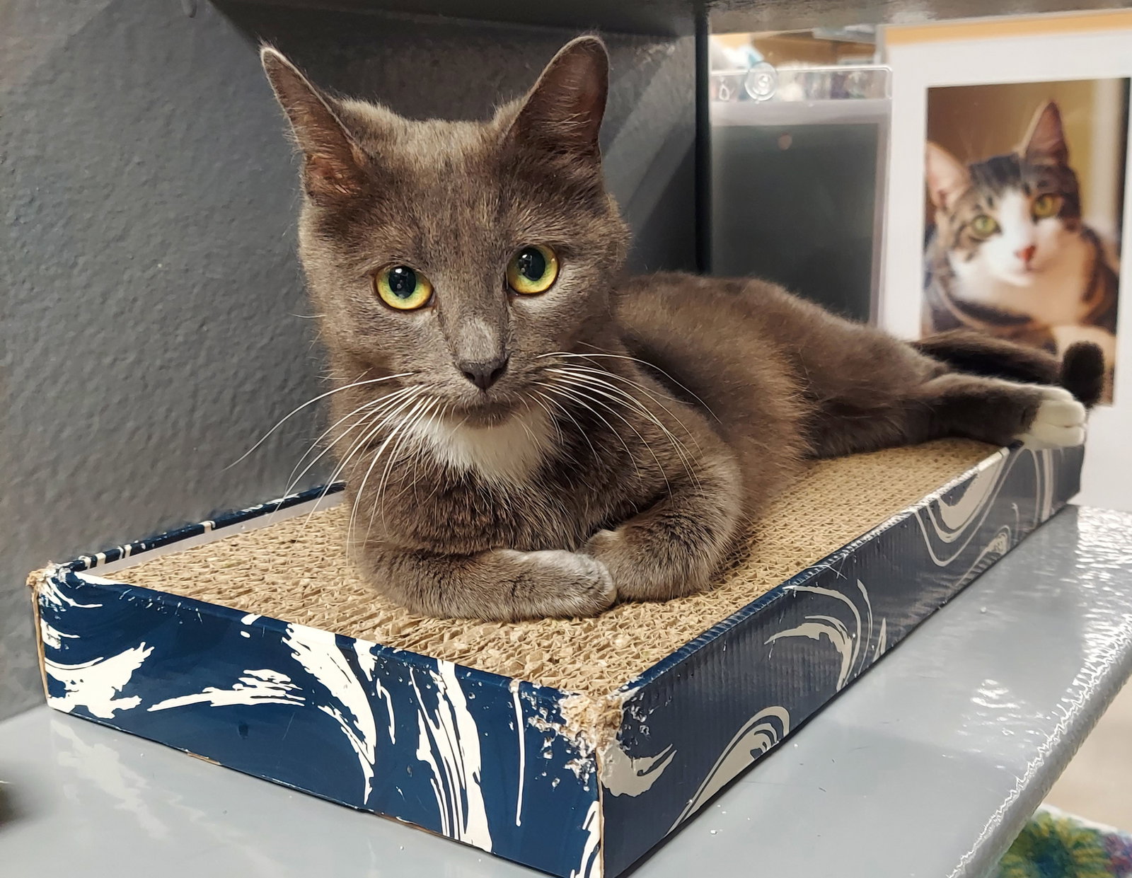 Cats for Adoption in Mobile, Alabama | Alpha Paw