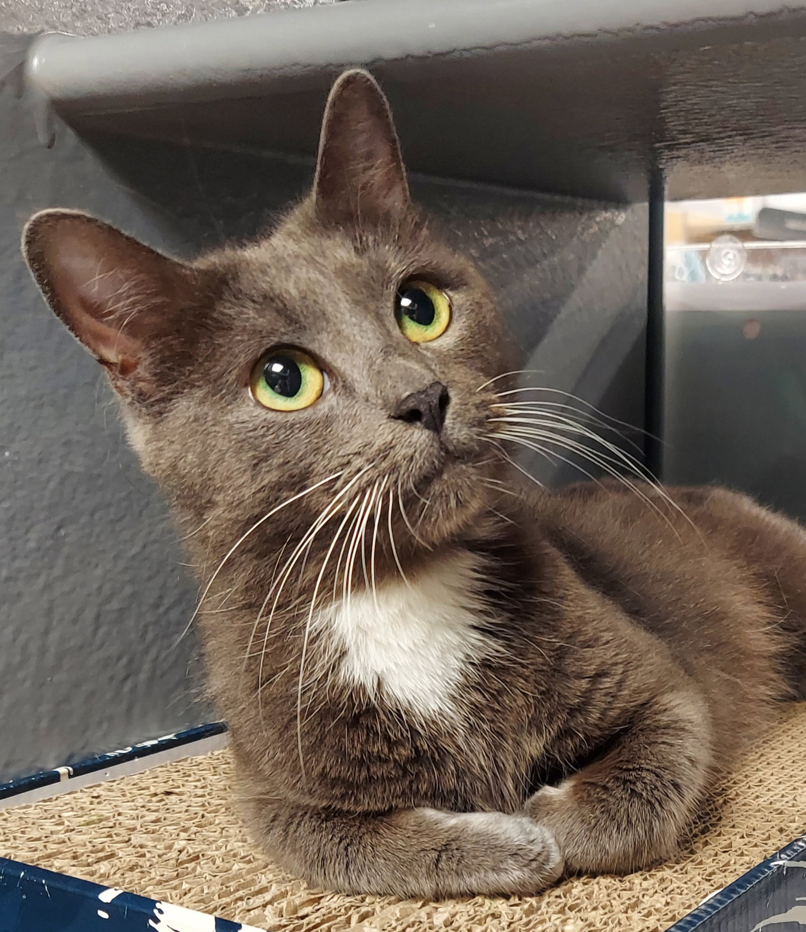 Cats for Adoption in Mobile, Alabama | Alpha Paw