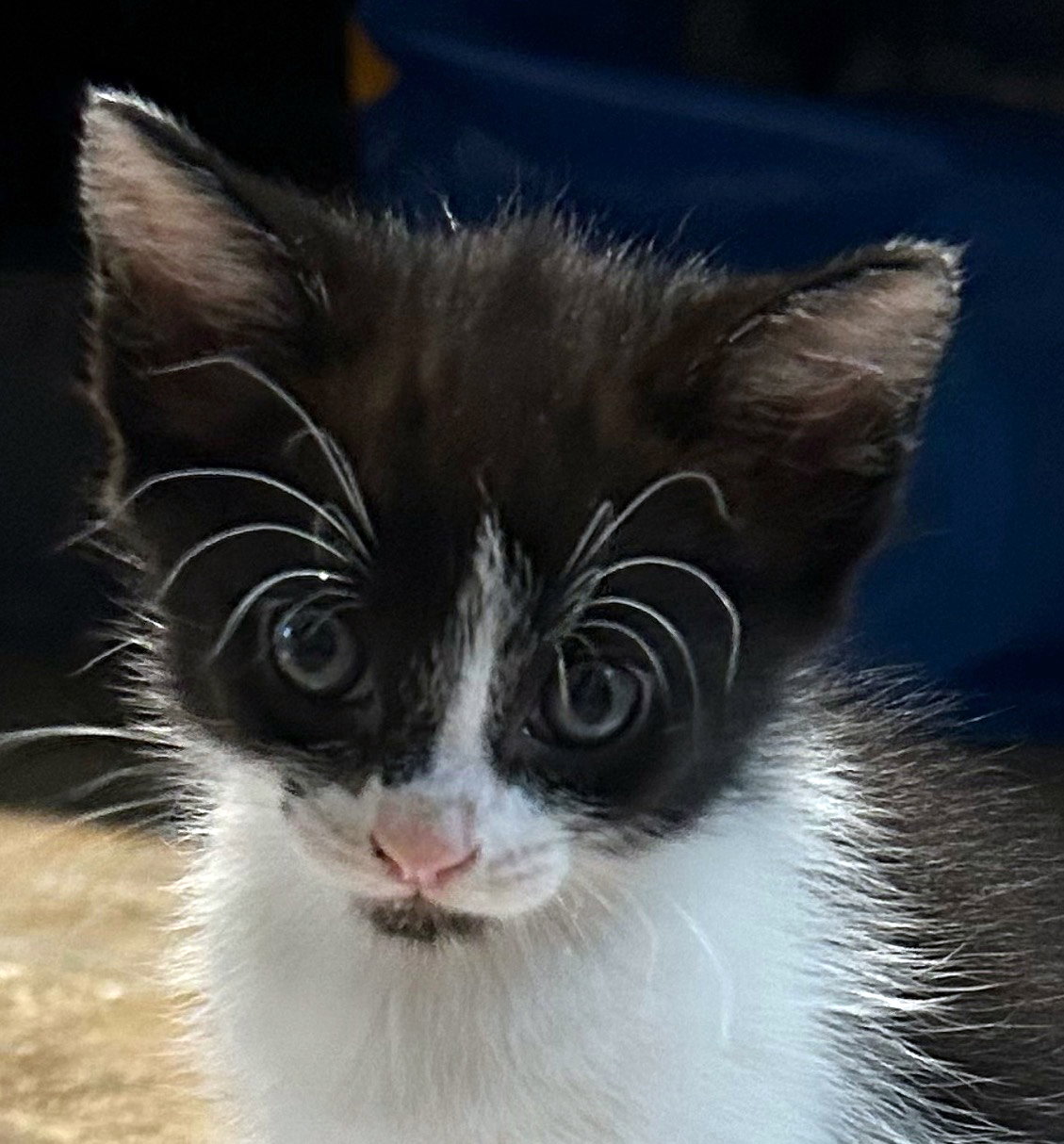 Cats for Adoption in Gulf Shores, Alabama | Alpha Paw
