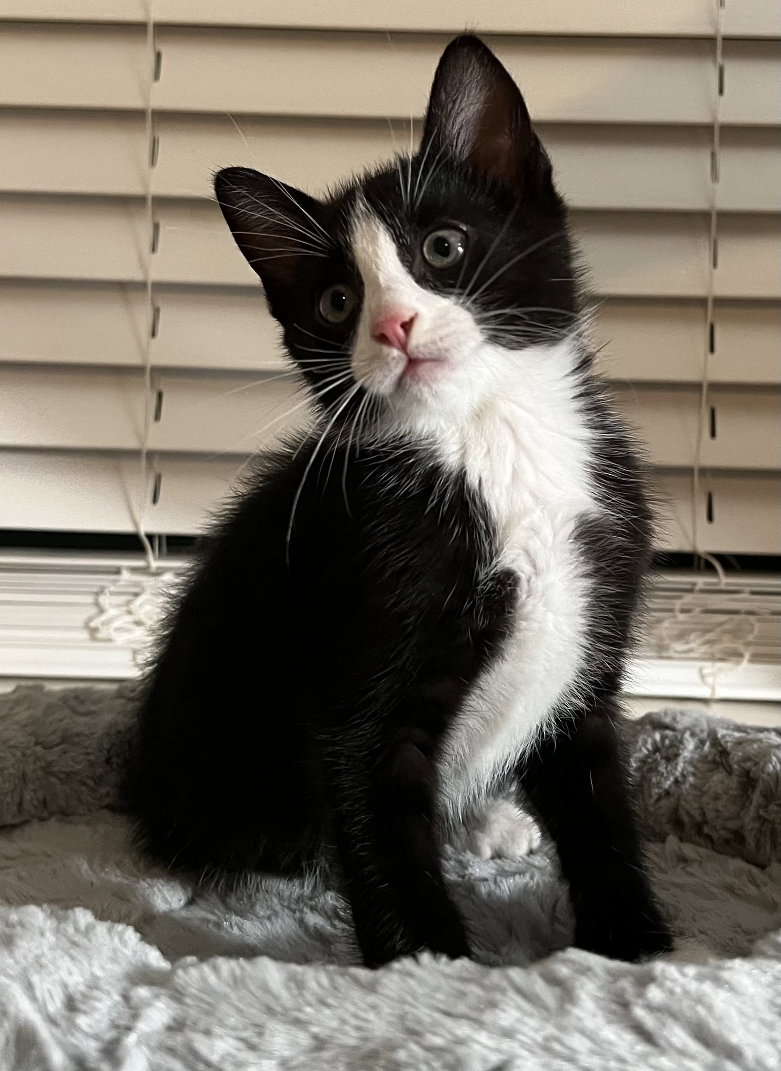Cat adoption in Magnolia Springs, AL 36555: Tuxedo / Domestic Short ...